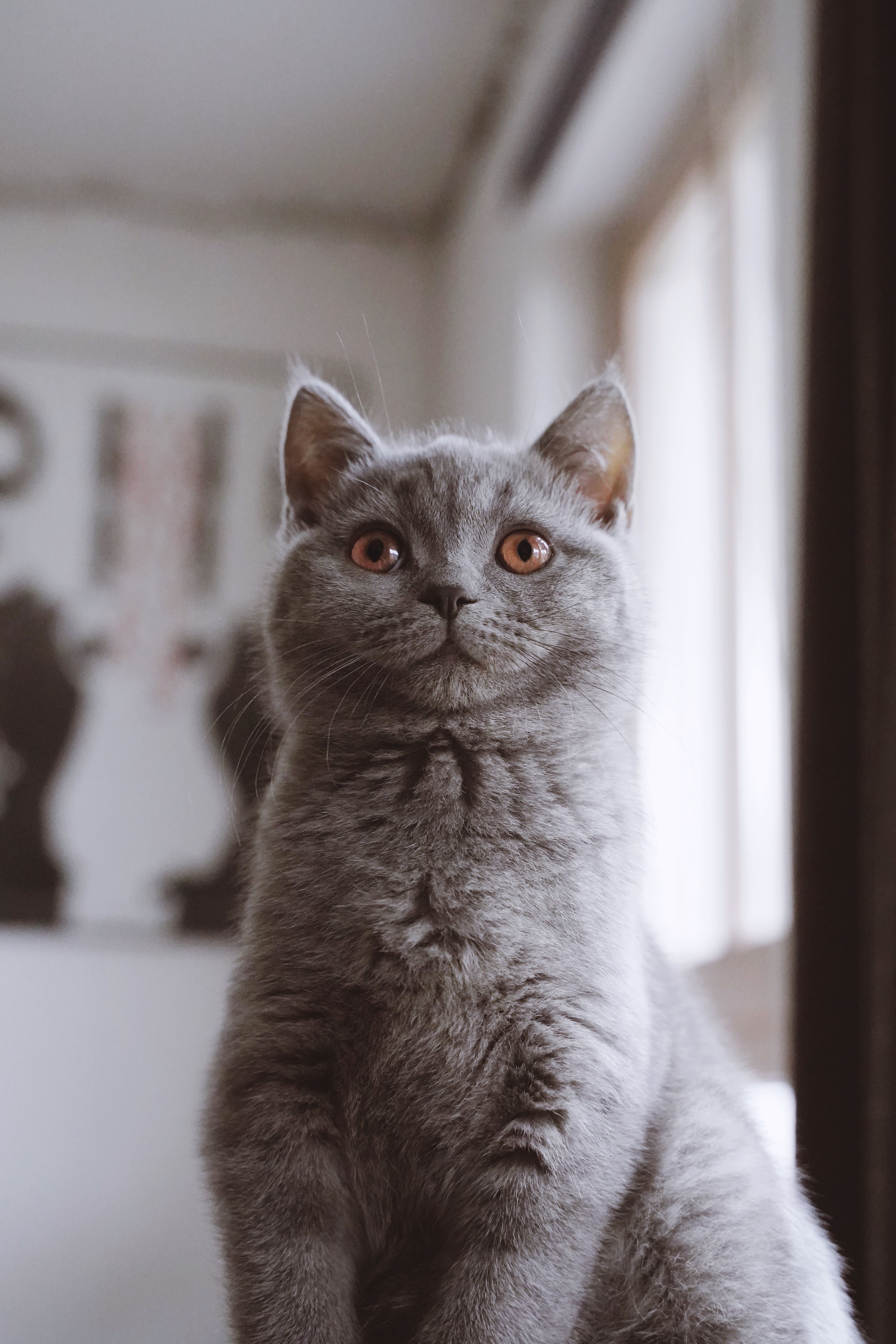 Cat Sitting Photos, Download The BEST Free Cat Sitting Stock Photos ...