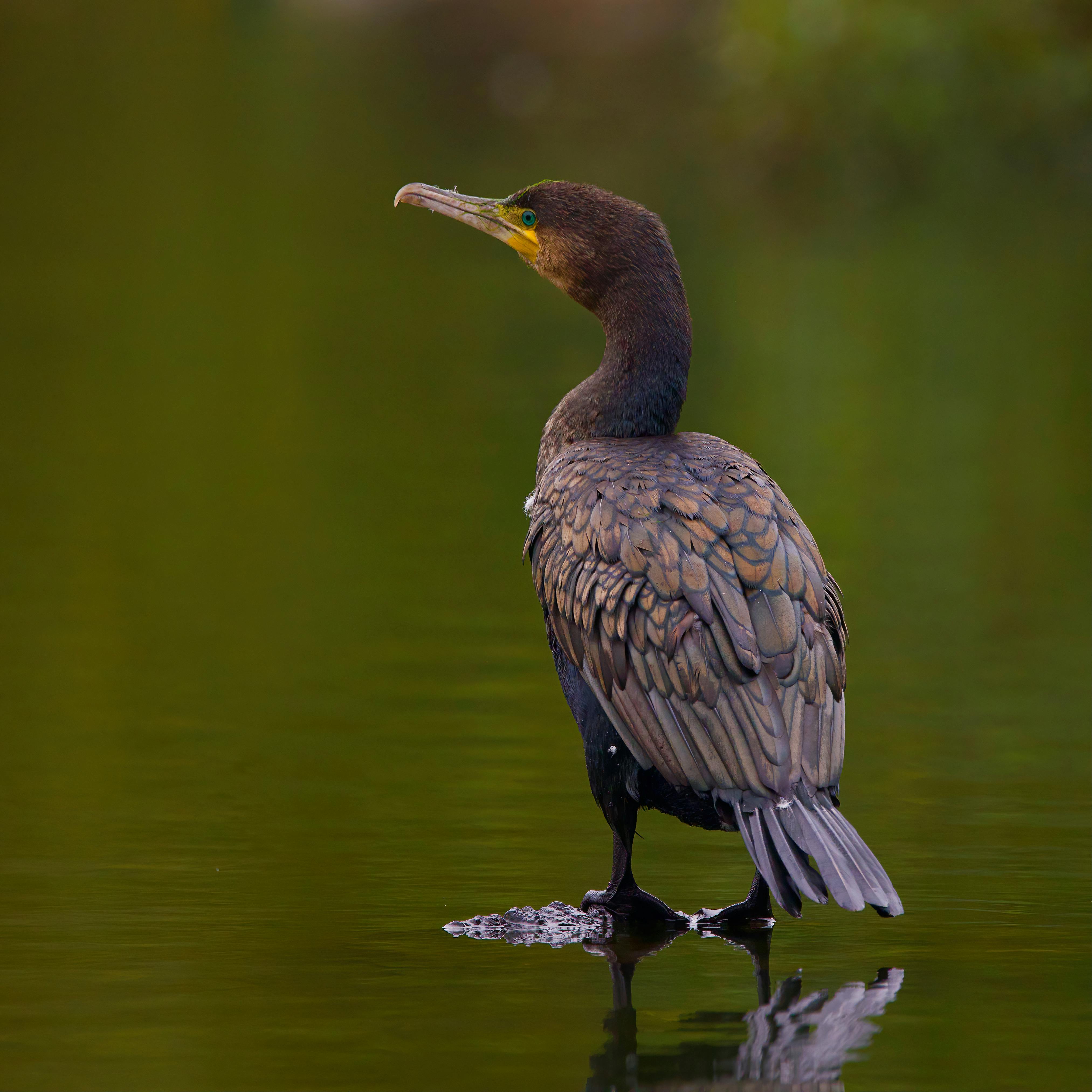 Daphe Bird Photos, Download The BEST Free Daphe Bird Stock Photos & HD ...