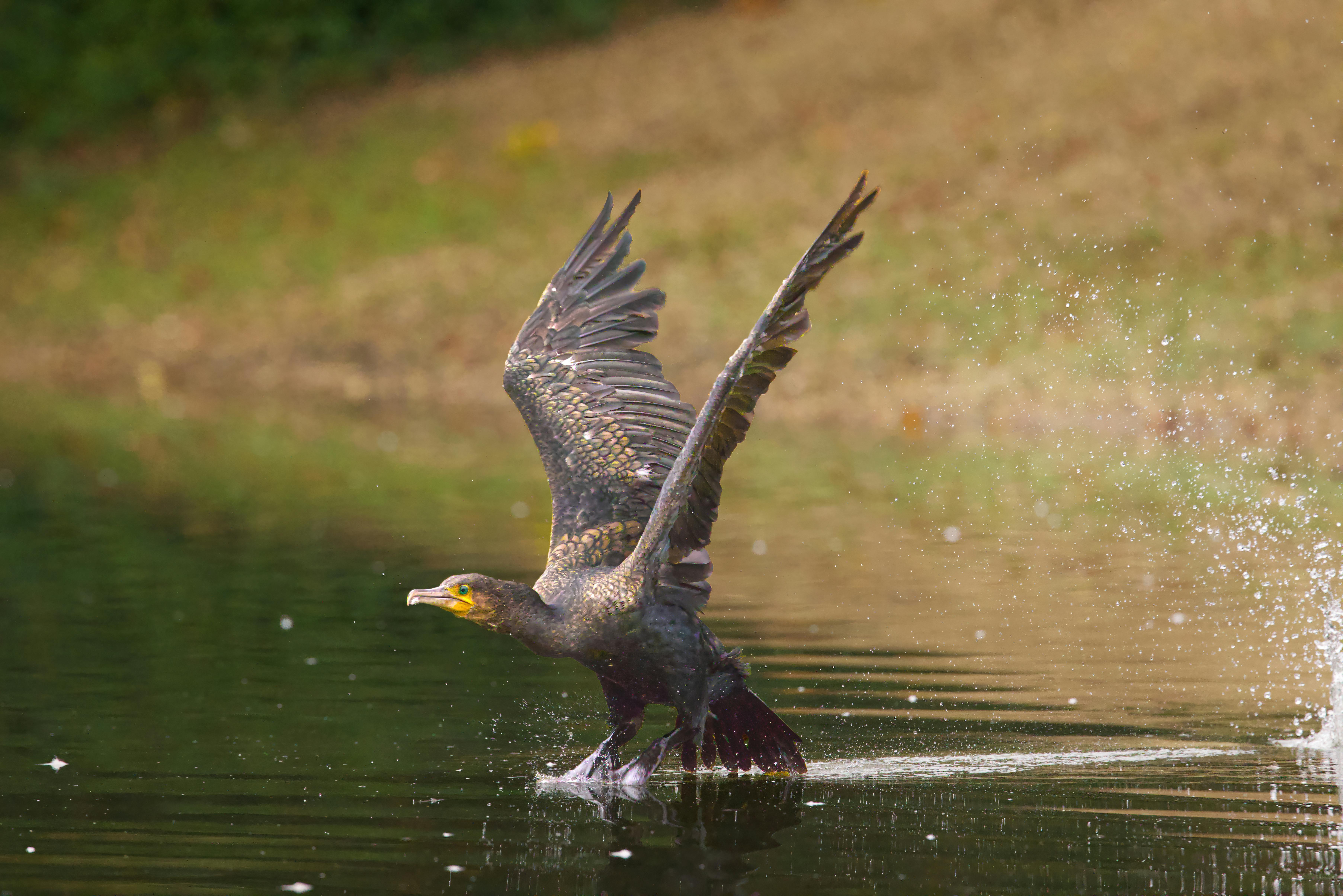 Great Cormorant Landing in the Lake · Free Stock Photo