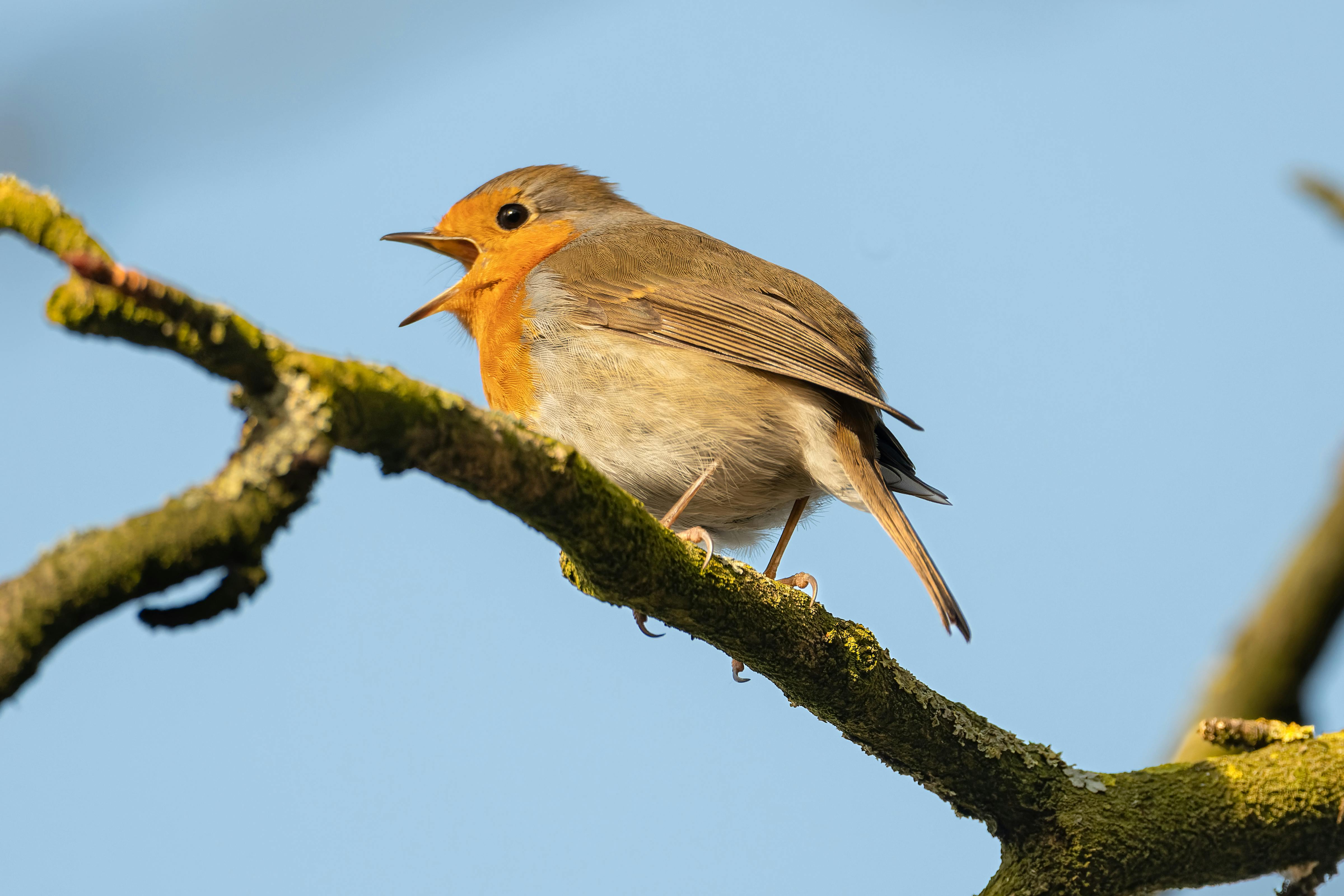 Chirping Robin Redbreast on a Mossy Twig · Free Stock Photo