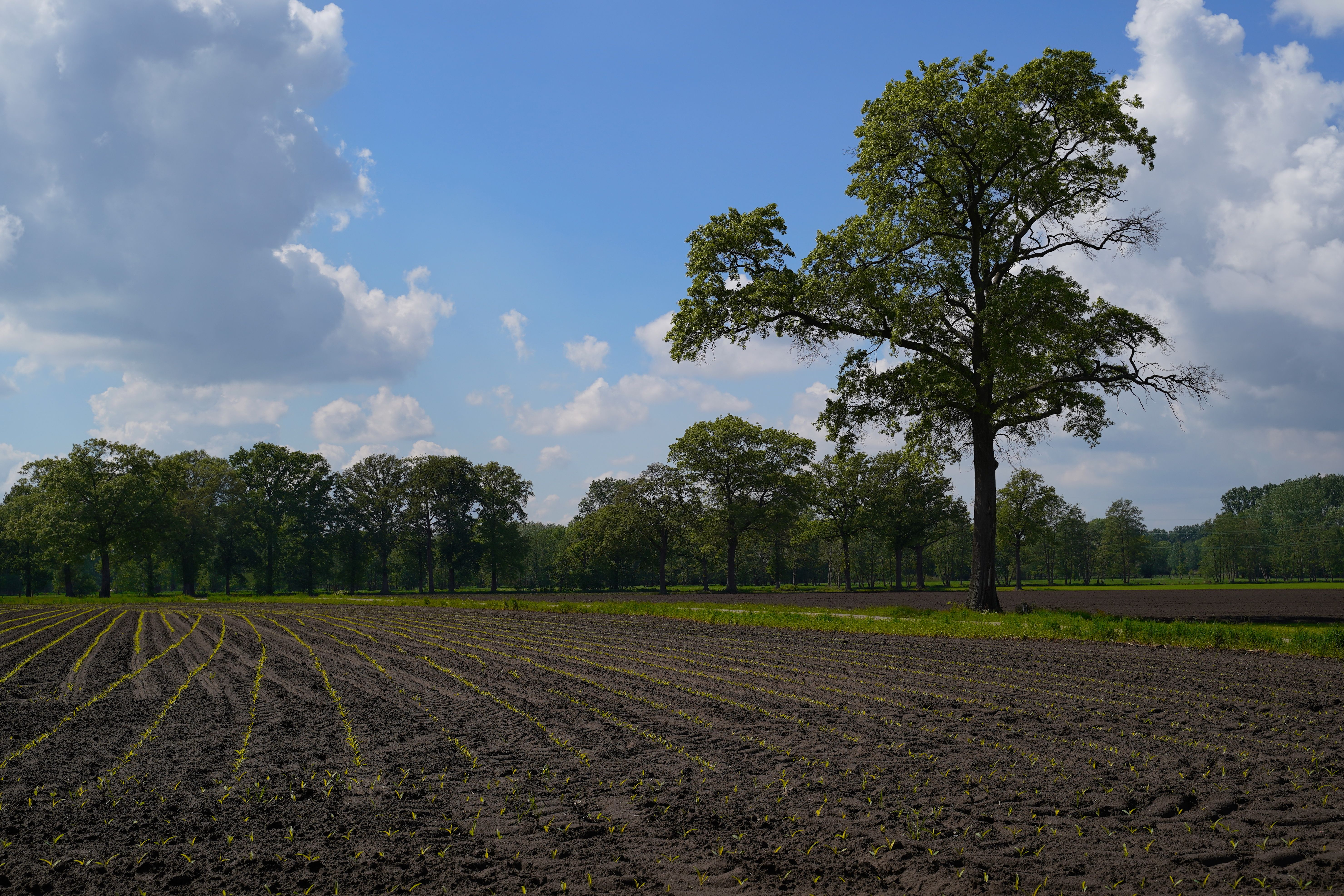 Trees by Field in Countryside · Free Stock Photo