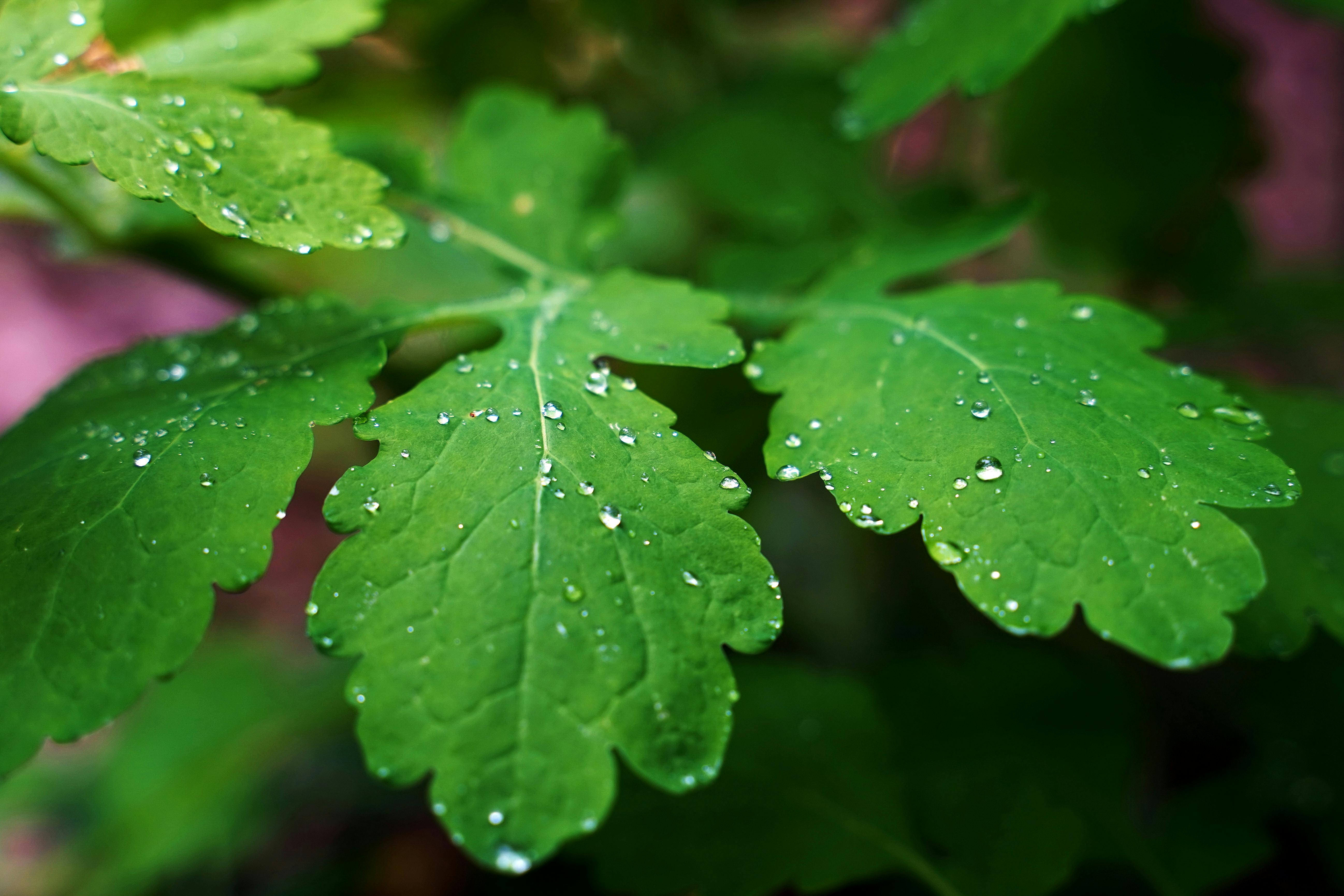 Green Leaves With Water Droplets · Free Stock Photo