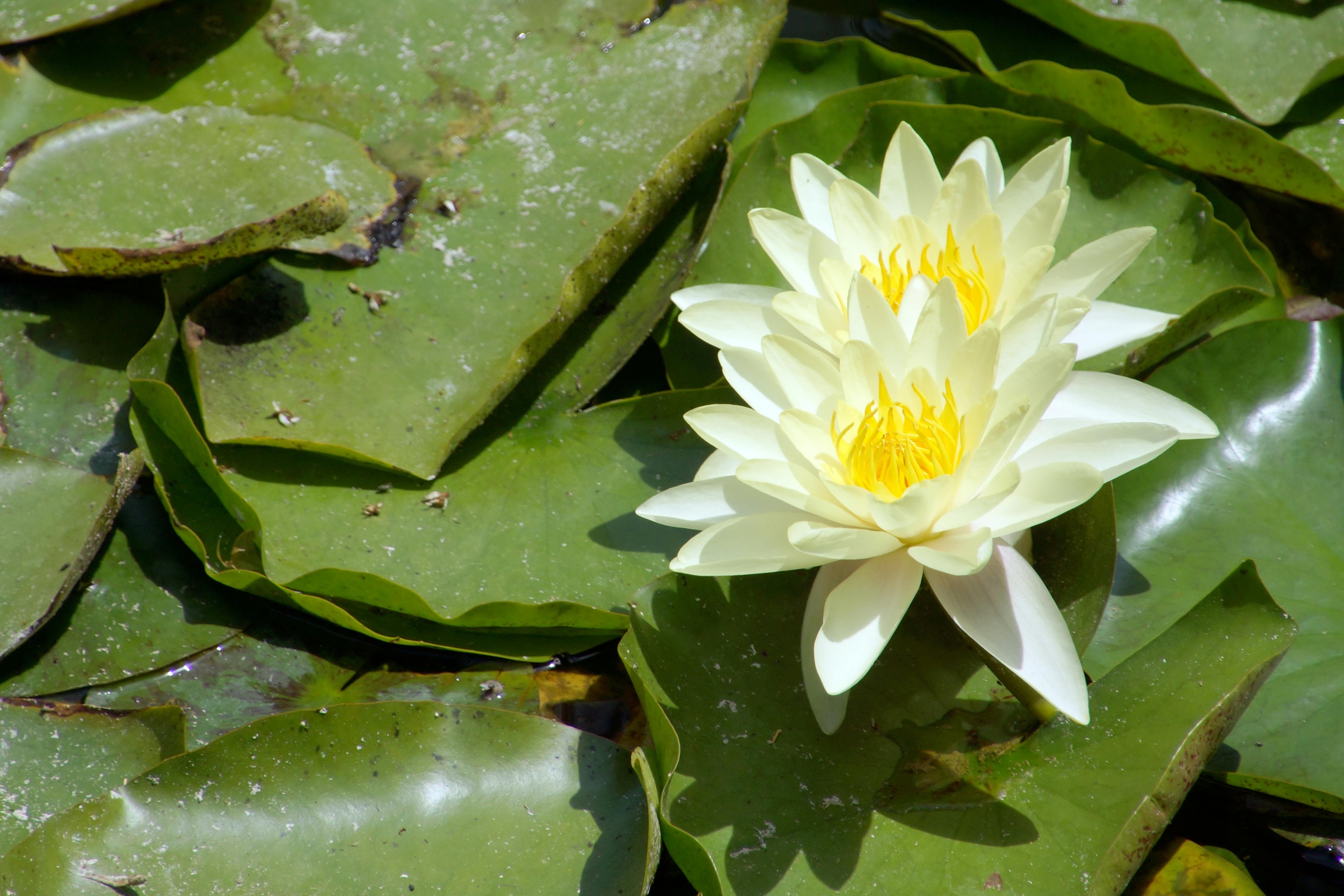 Laboratory Botany Photos, Download The BEST Free Laboratory Botany ...