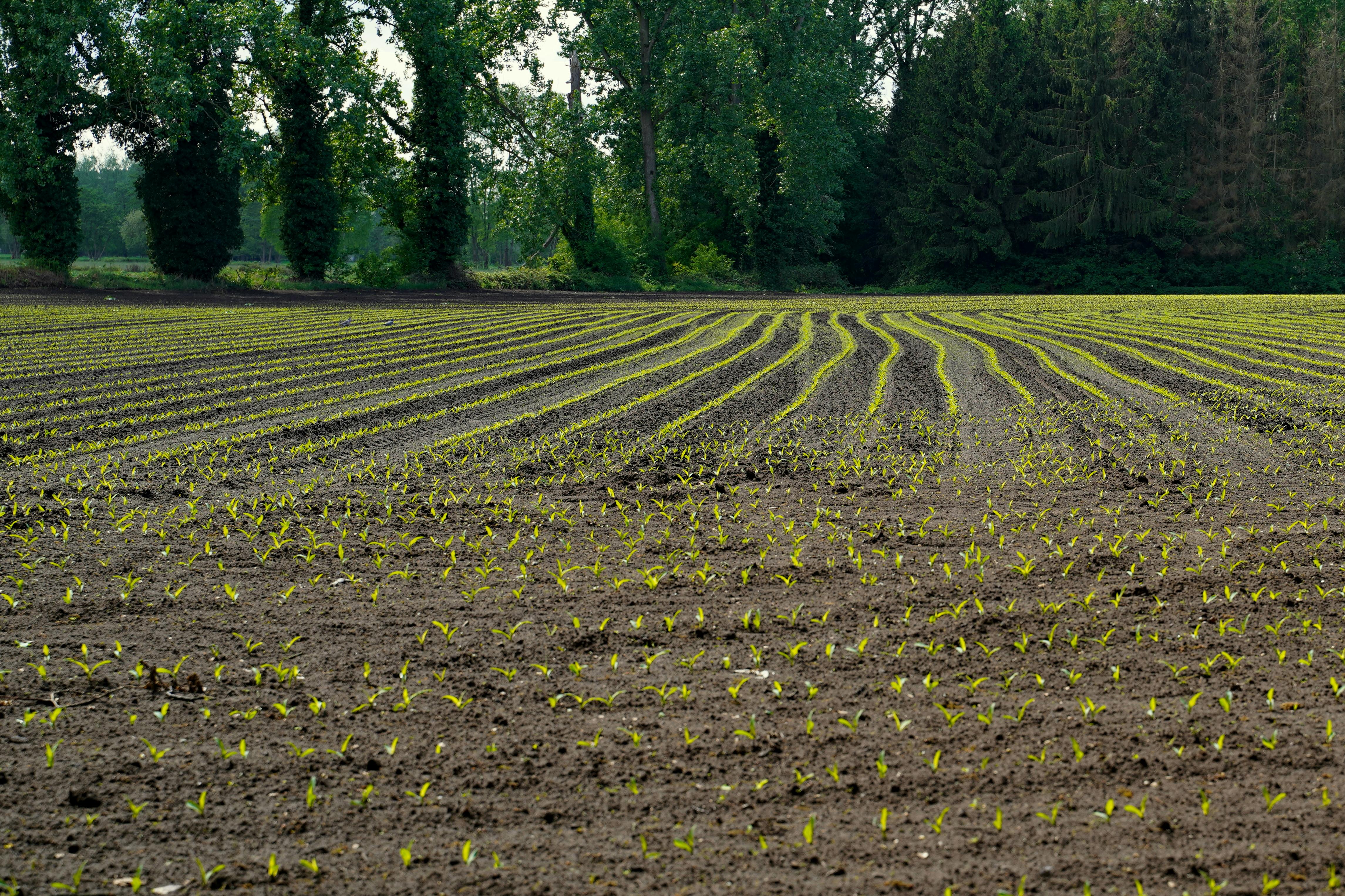 Crops Growing in Field · Free Stock Photo