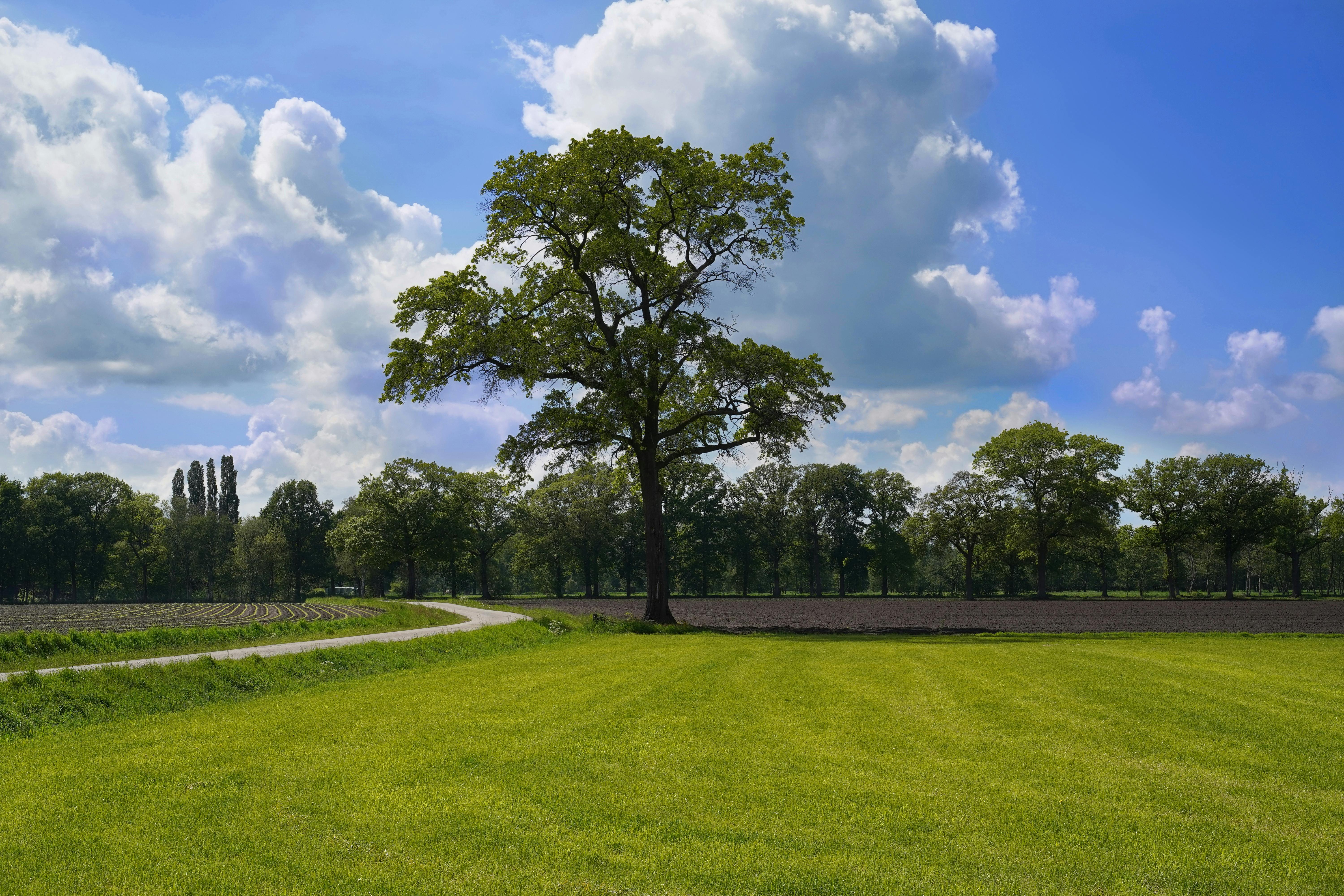 Road Bending in a Rural Landscape · Free Stock Photo