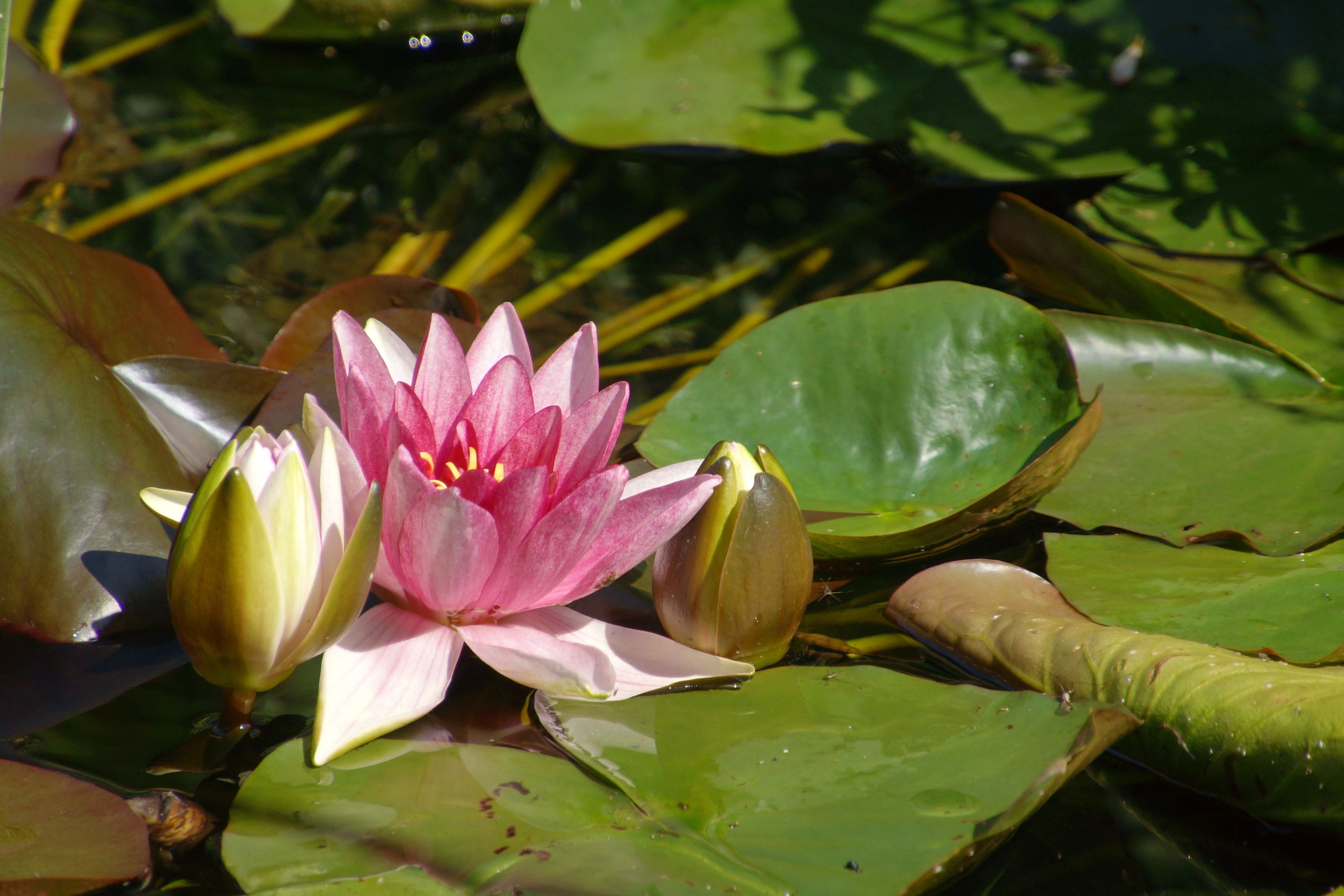 Pink Simply Lotus Flower with Green Leaves · Free Stock Photo