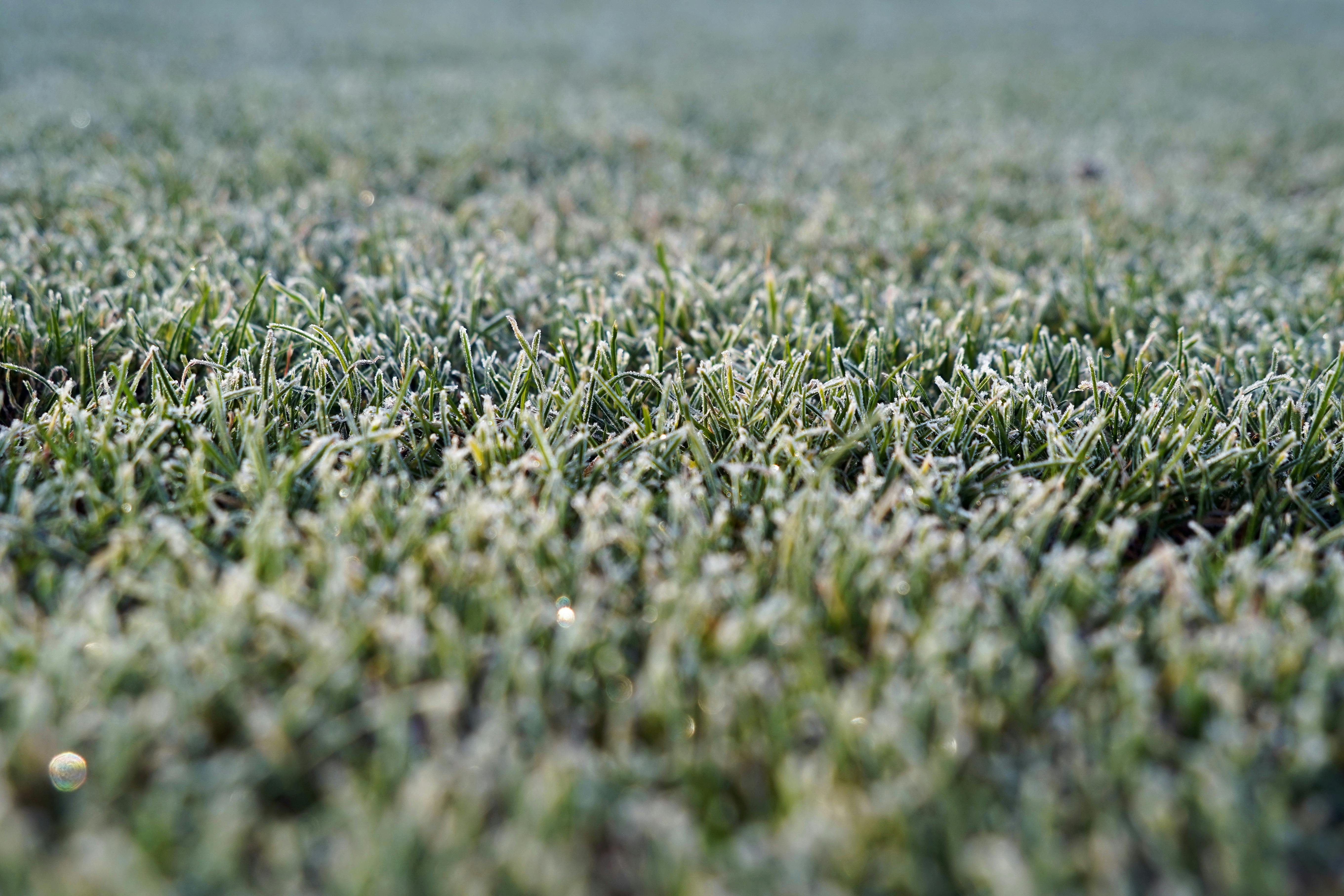 Short Grass Photos, Download The BEST Free Short Grass Stock Photos ...