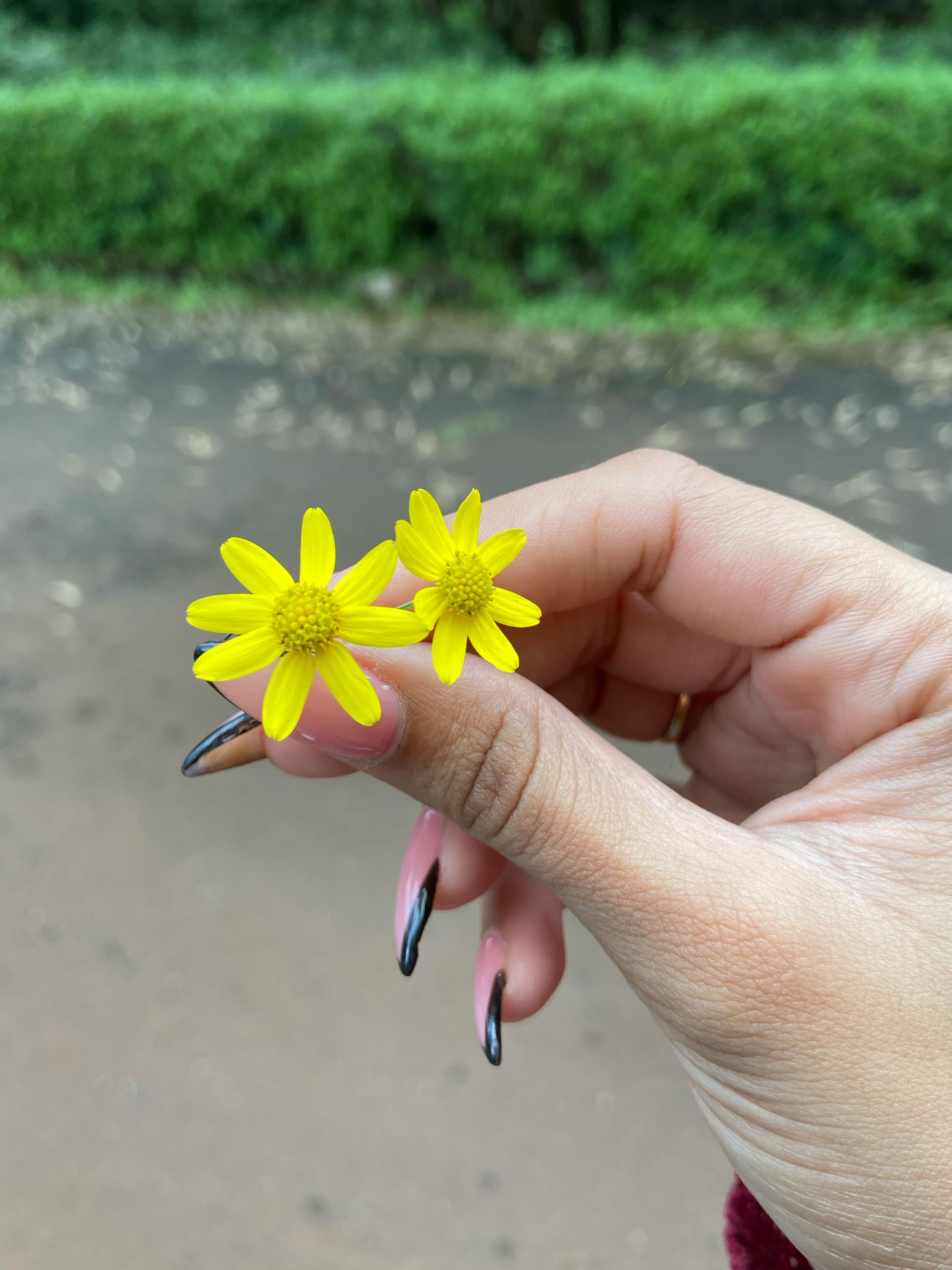 Purvi Sharma - 写真