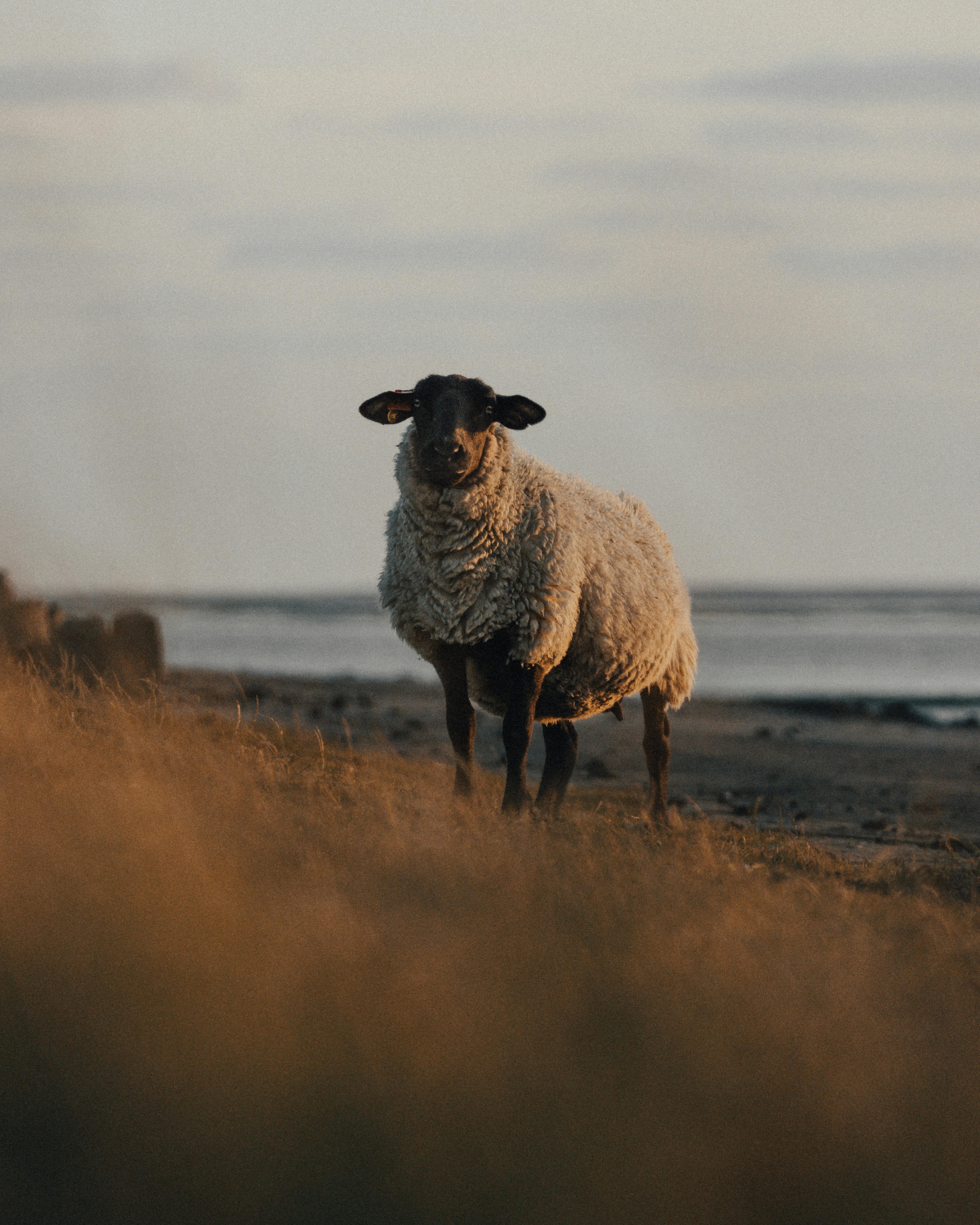Sheep on Shore · Free Stock Photo