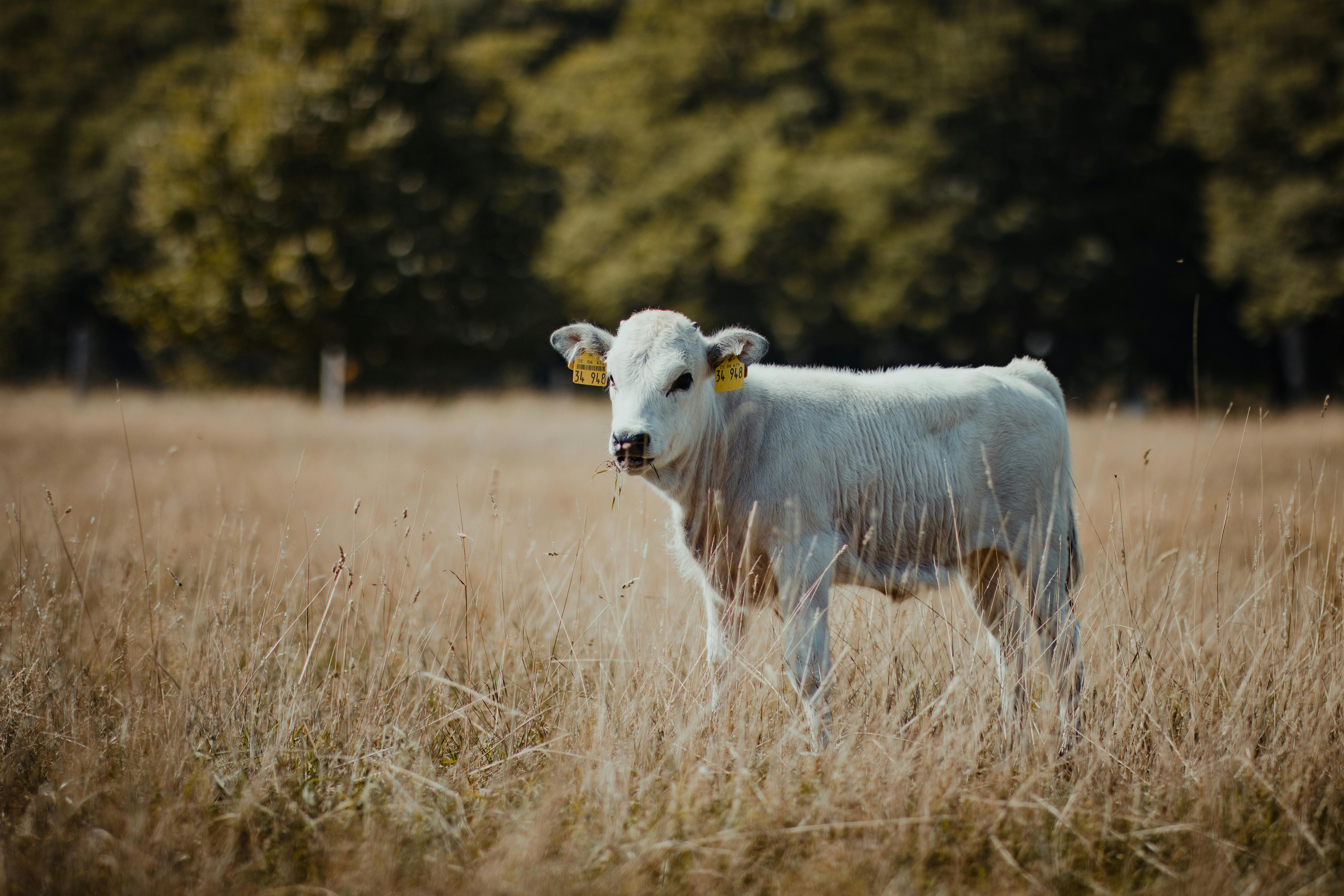 Cow Standing in a Meadow with a Mountain in the Background · Free Stock ...
