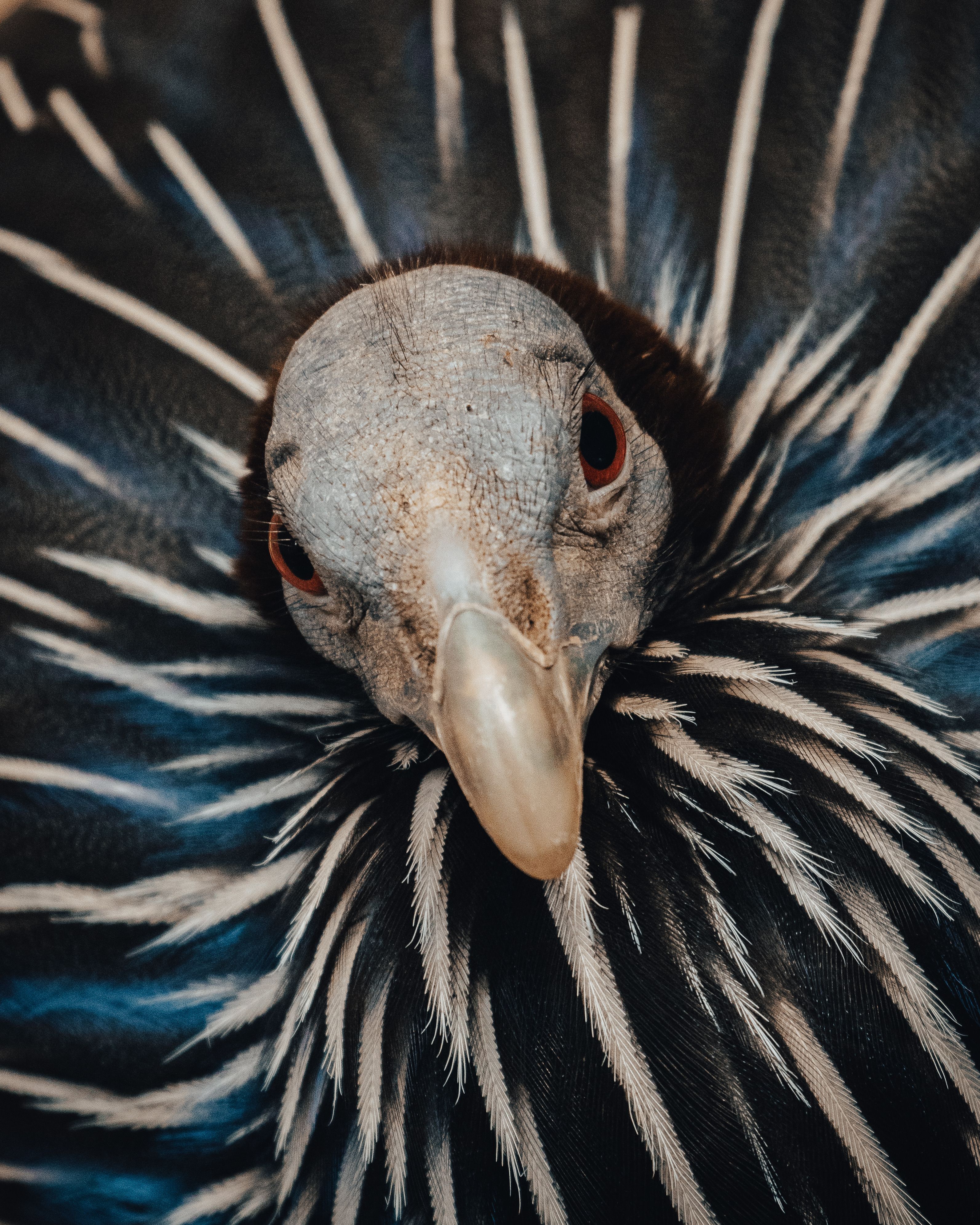 Vulturine Guineafowl Head · Free Stock Photo