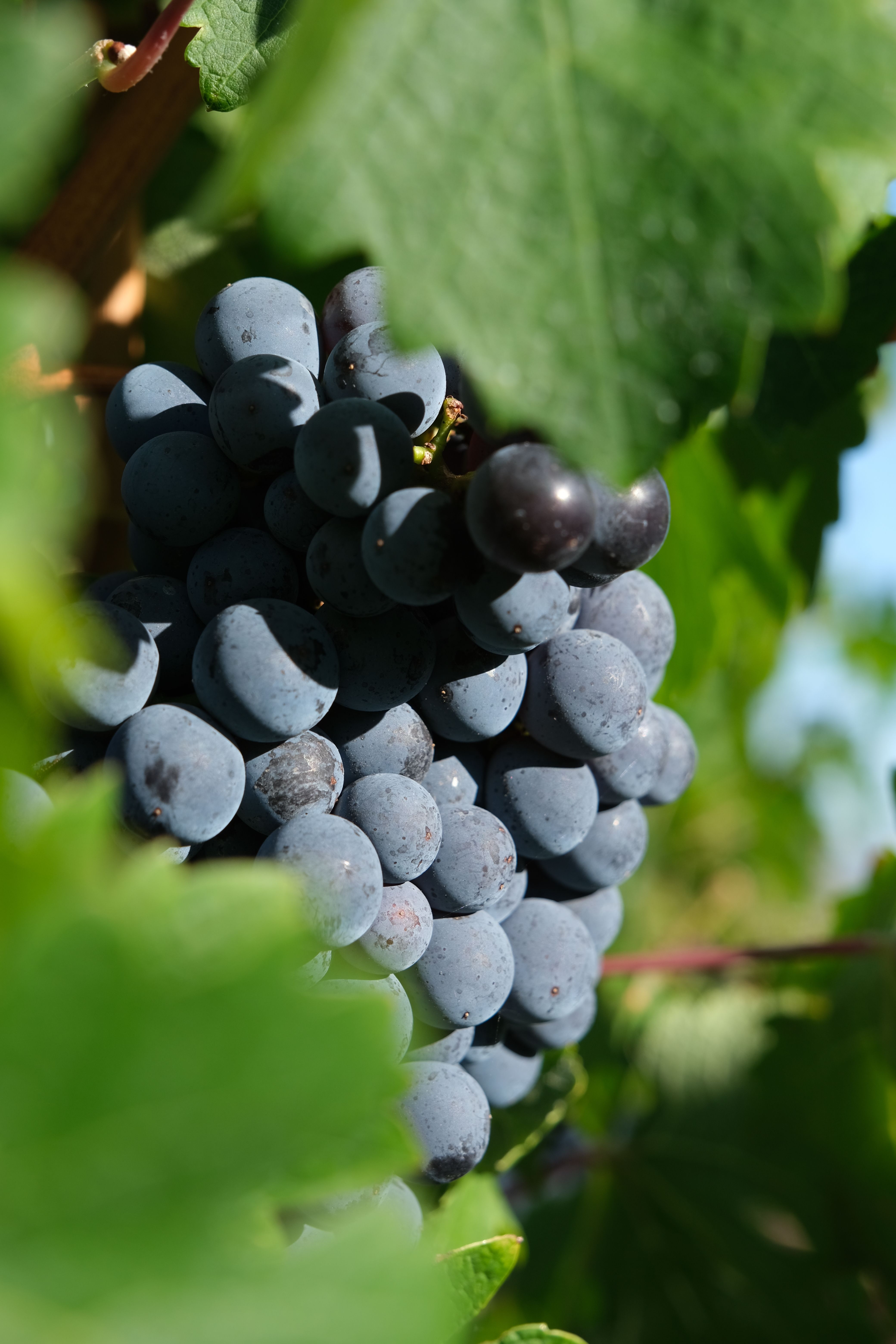 Red Grapes · Free Stock Photo