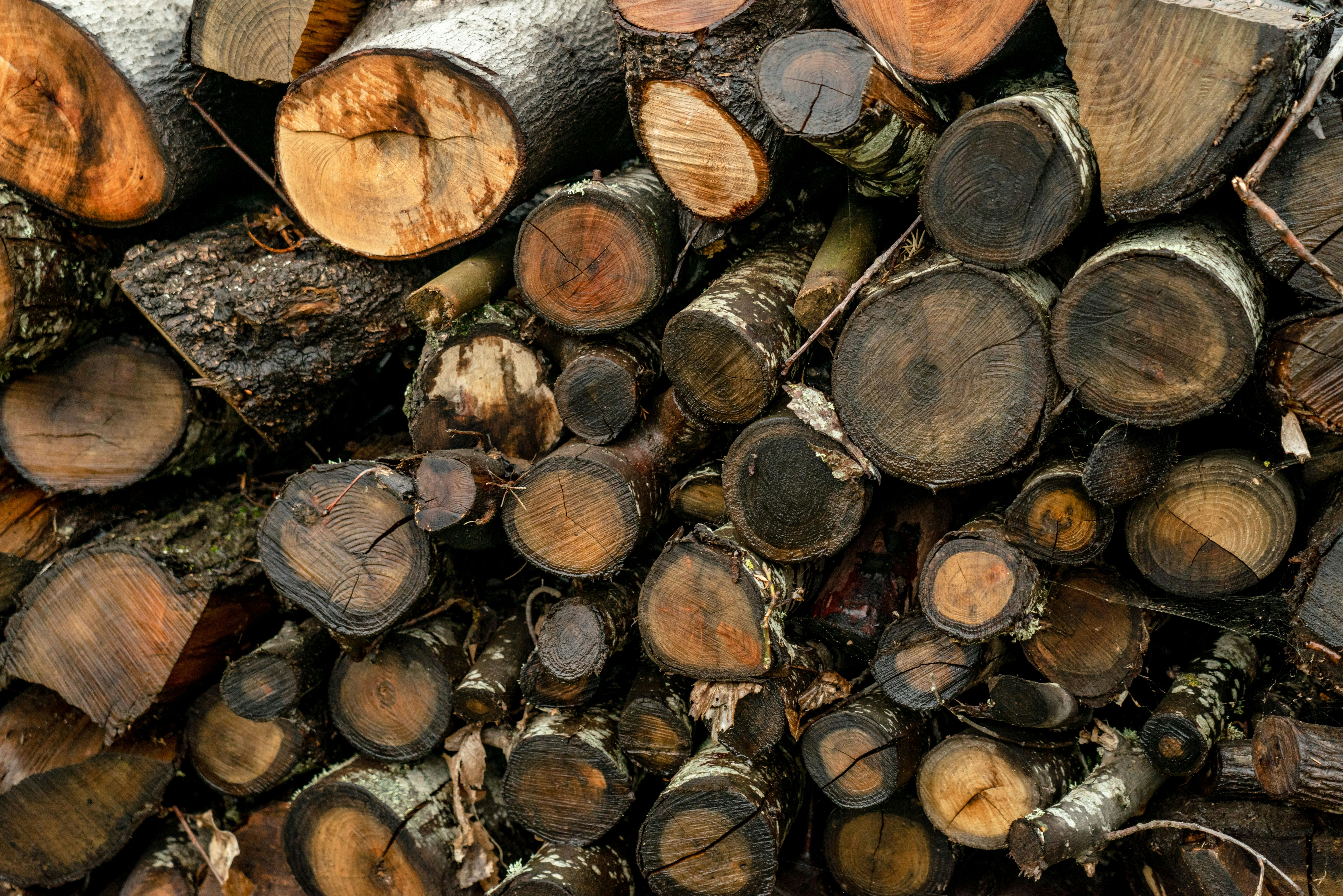 Cut Down Tree Logs in a Pile · Free Stock Photo
