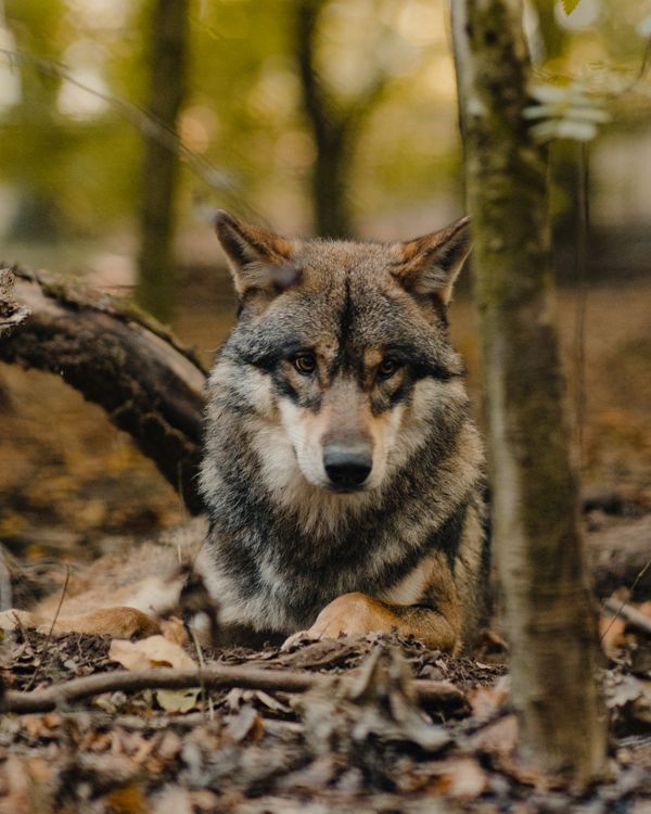 Forest Animal Photos, Download The BEST Free Forest Animal Stock Photos ...