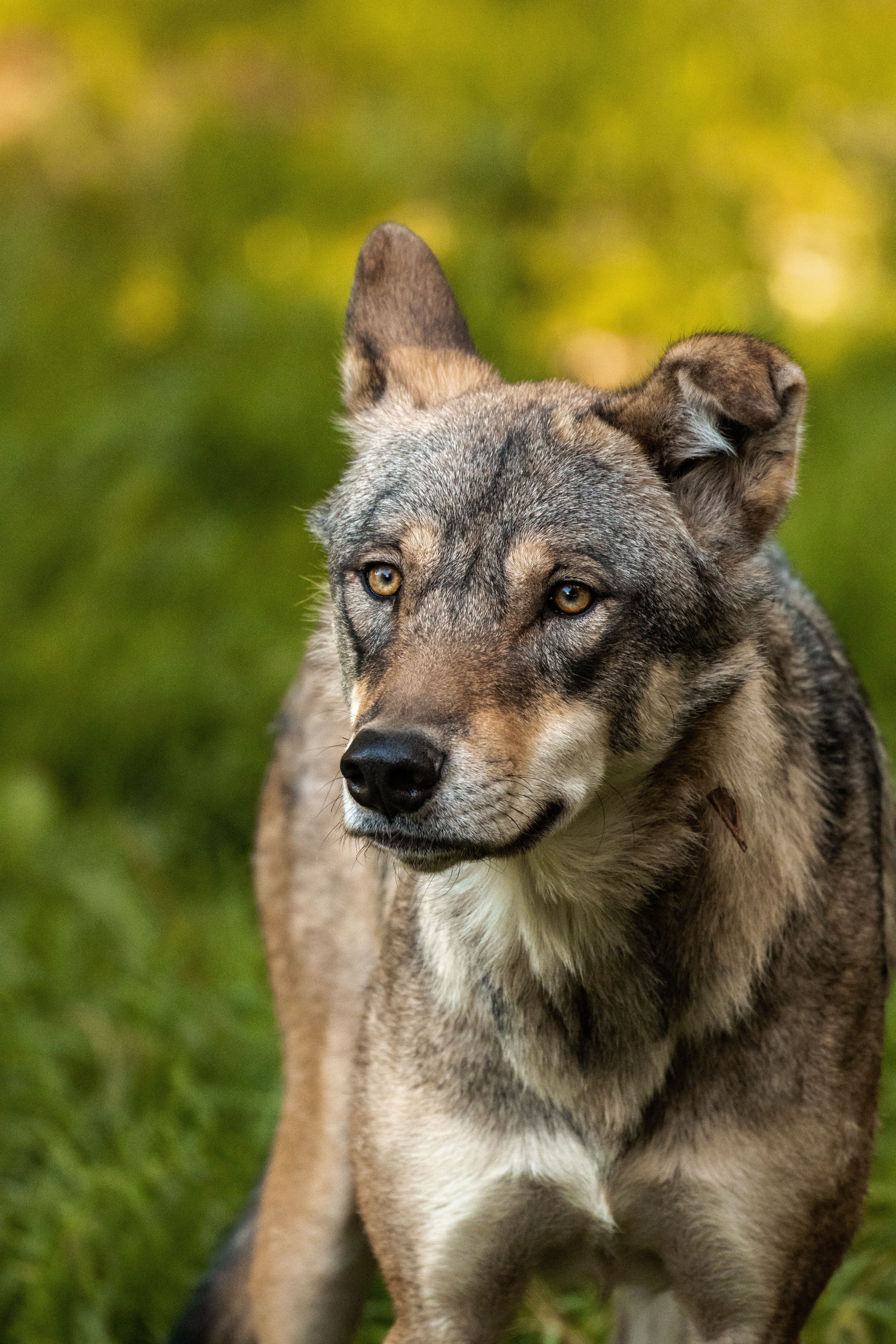 Brown Wolf Standing on Green Grass · Free Stock Photo