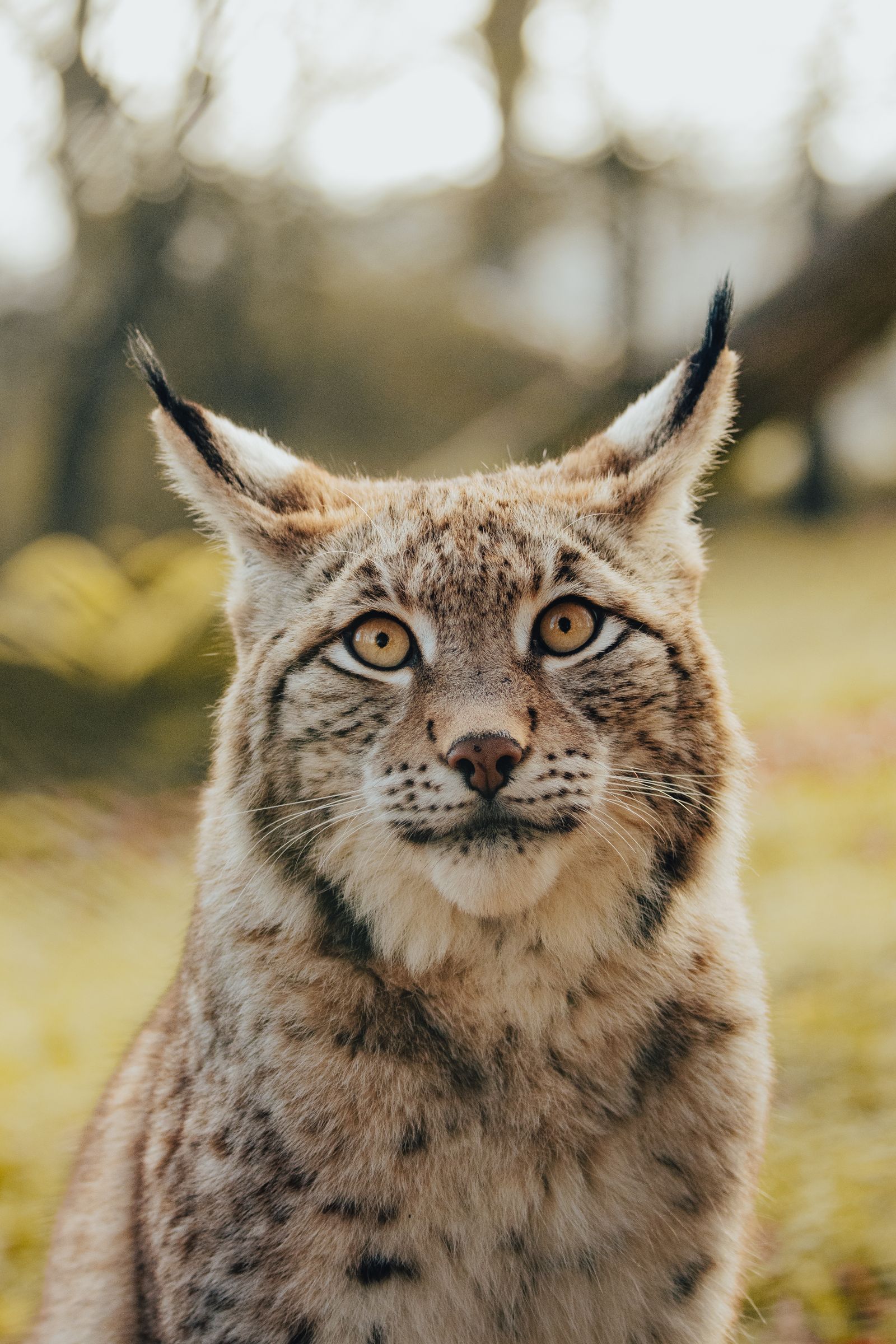 Eurasian Lynx (Lynx Lynx) Photos, Download The BEST Free Eurasian Lynx ...