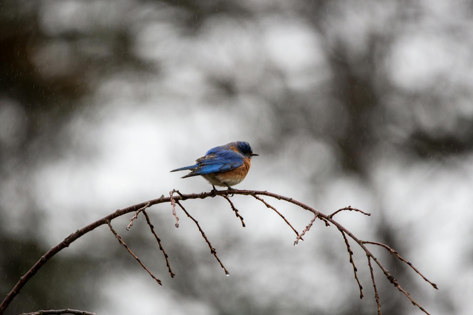 Bluebird Photos, Download The BEST Free Bluebird Stock Photos & HD Images