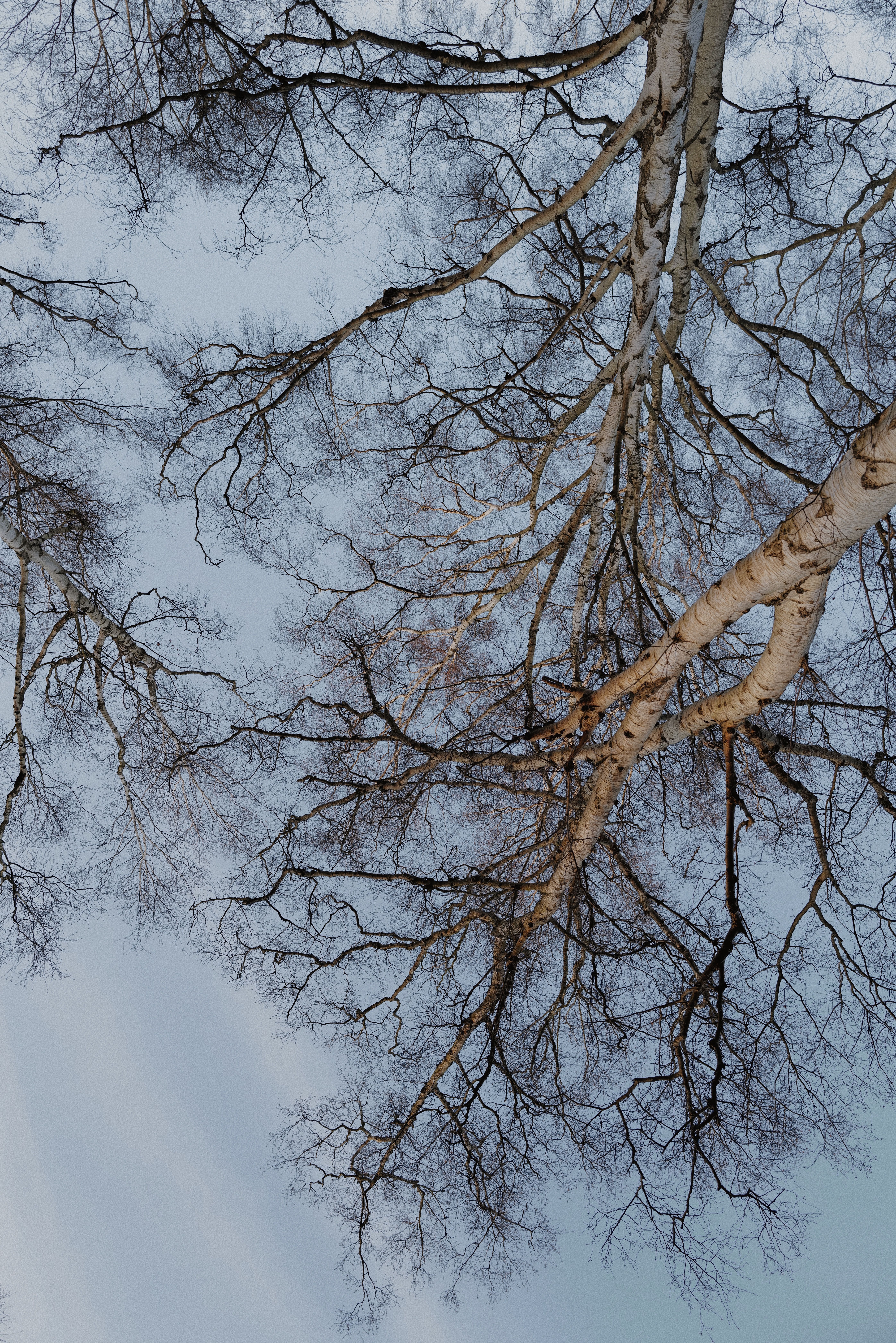 Barren Crowns of Birches · Free Stock Photo