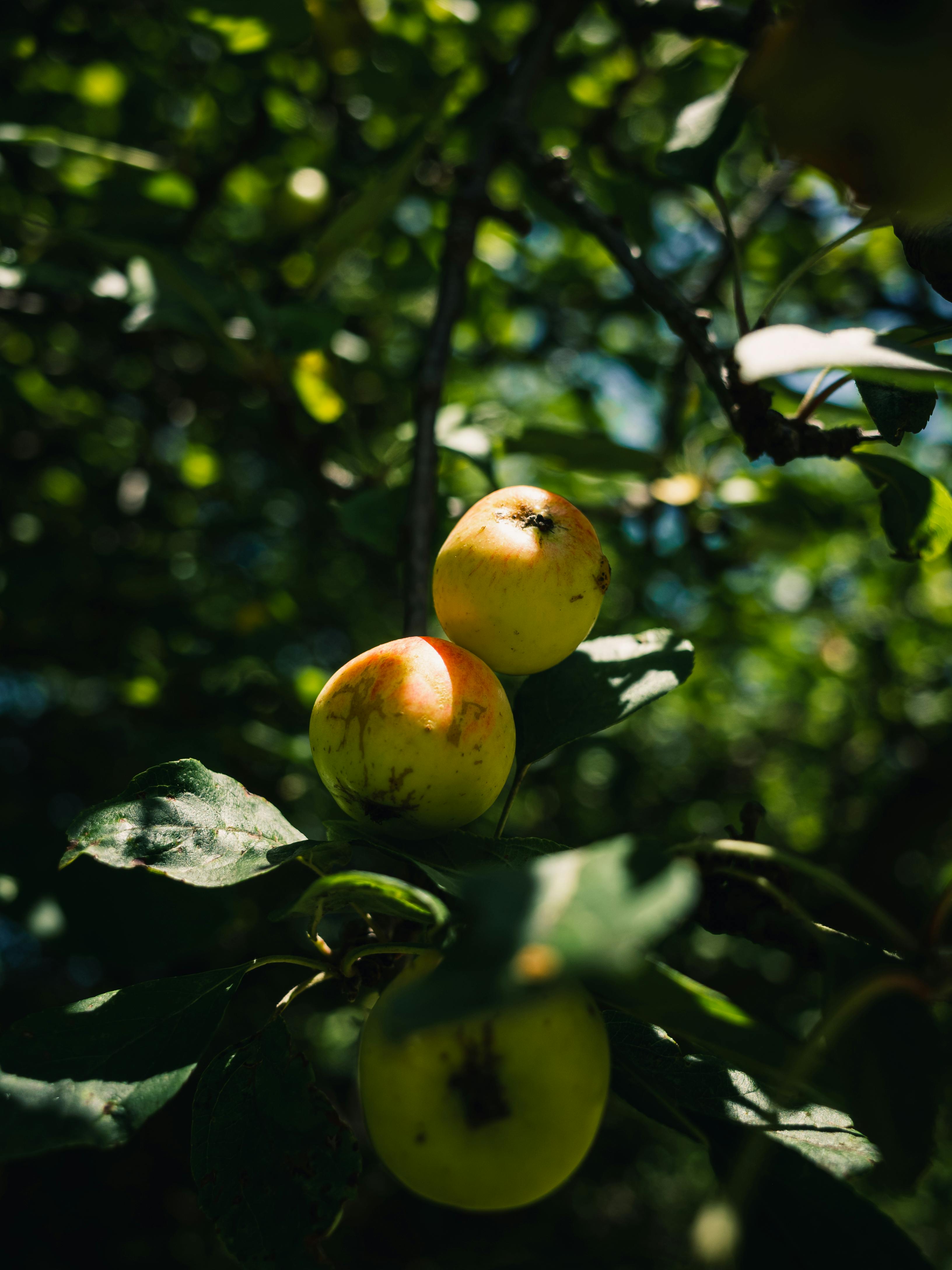 Apples on a Tree · Free Stock Photo