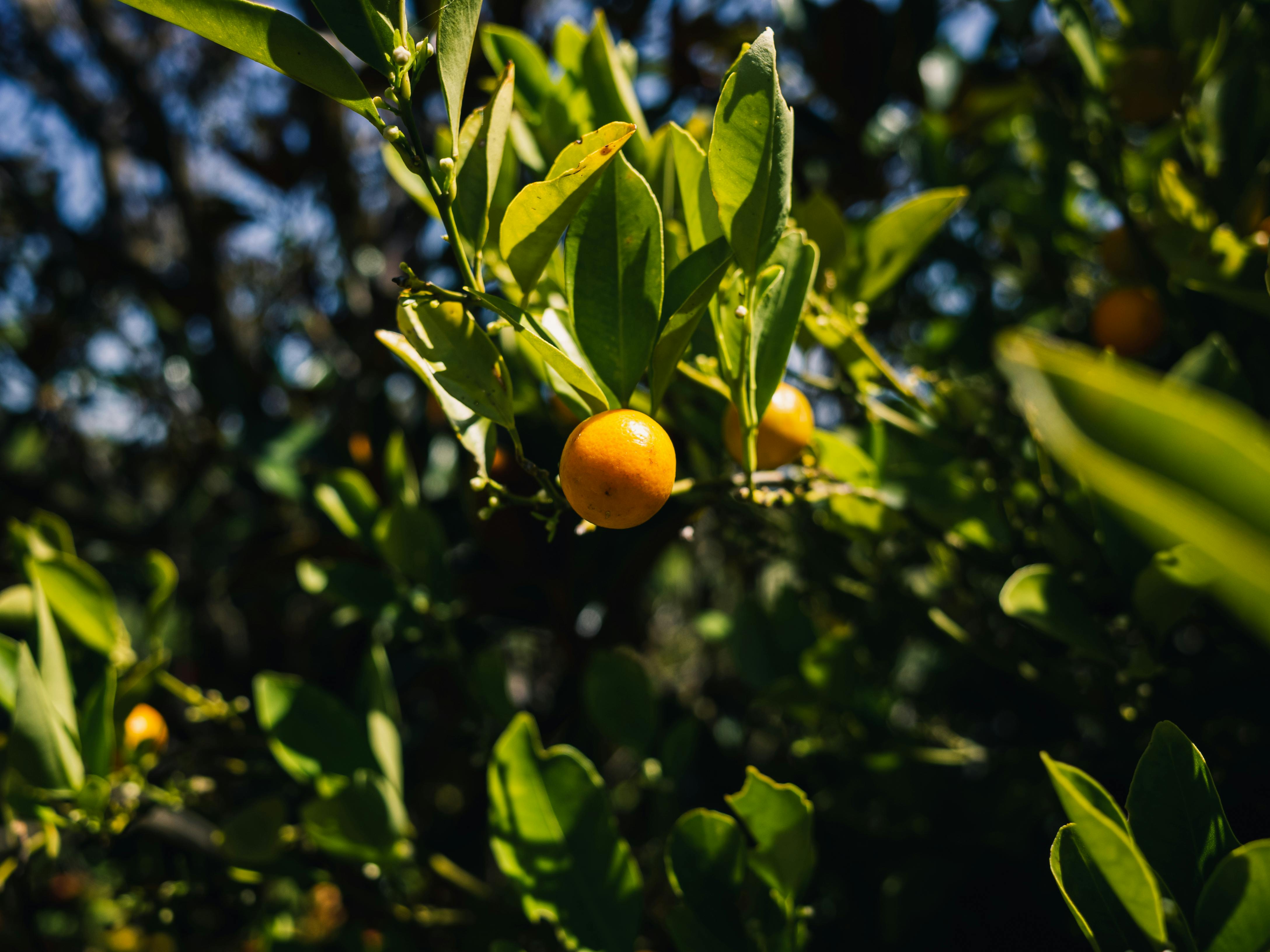 Fruits of Emblic · Free Stock Photo