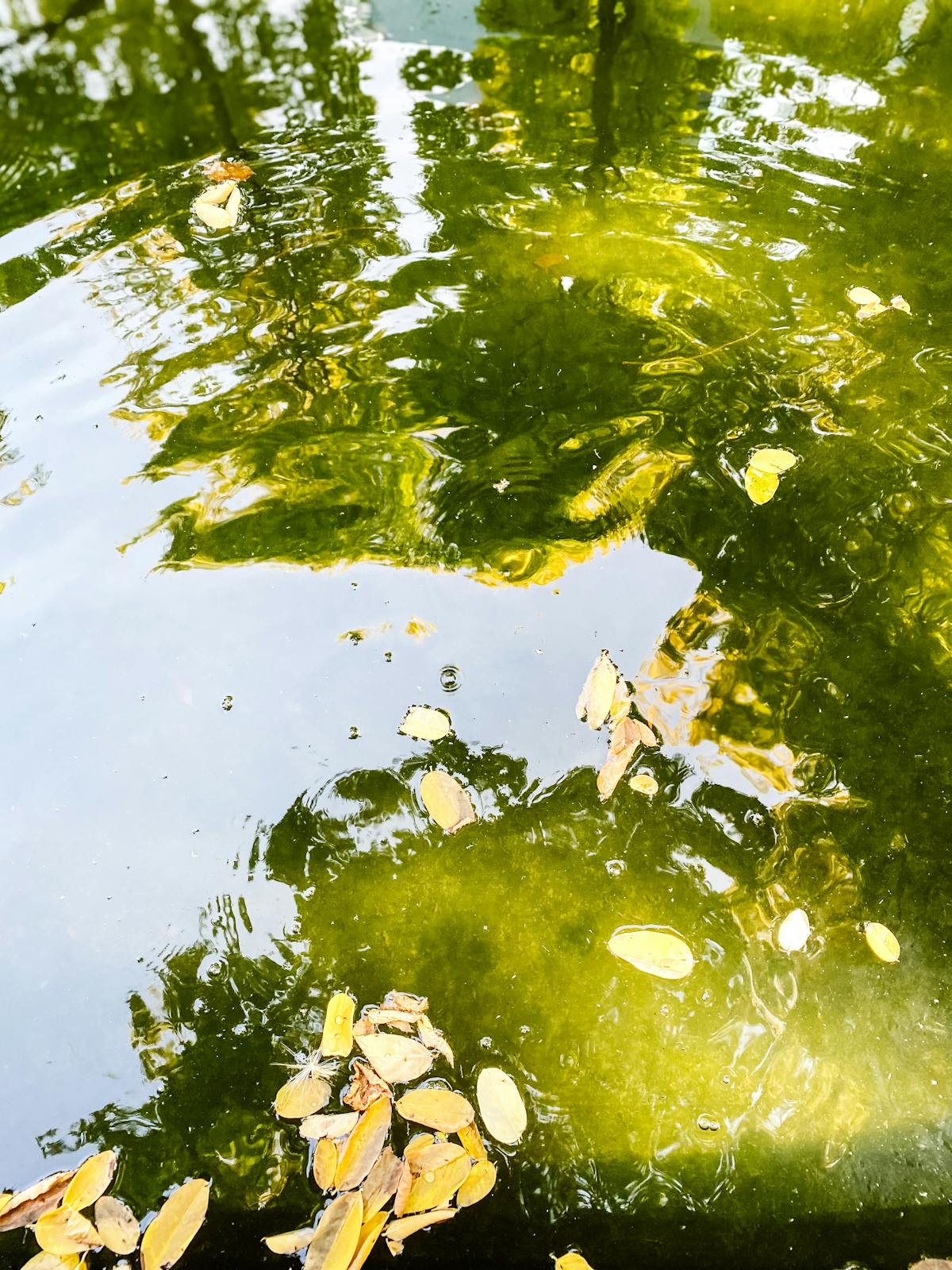 Ripples On Pond Photos, Download The BEST Free Ripples On Pond Stock ...