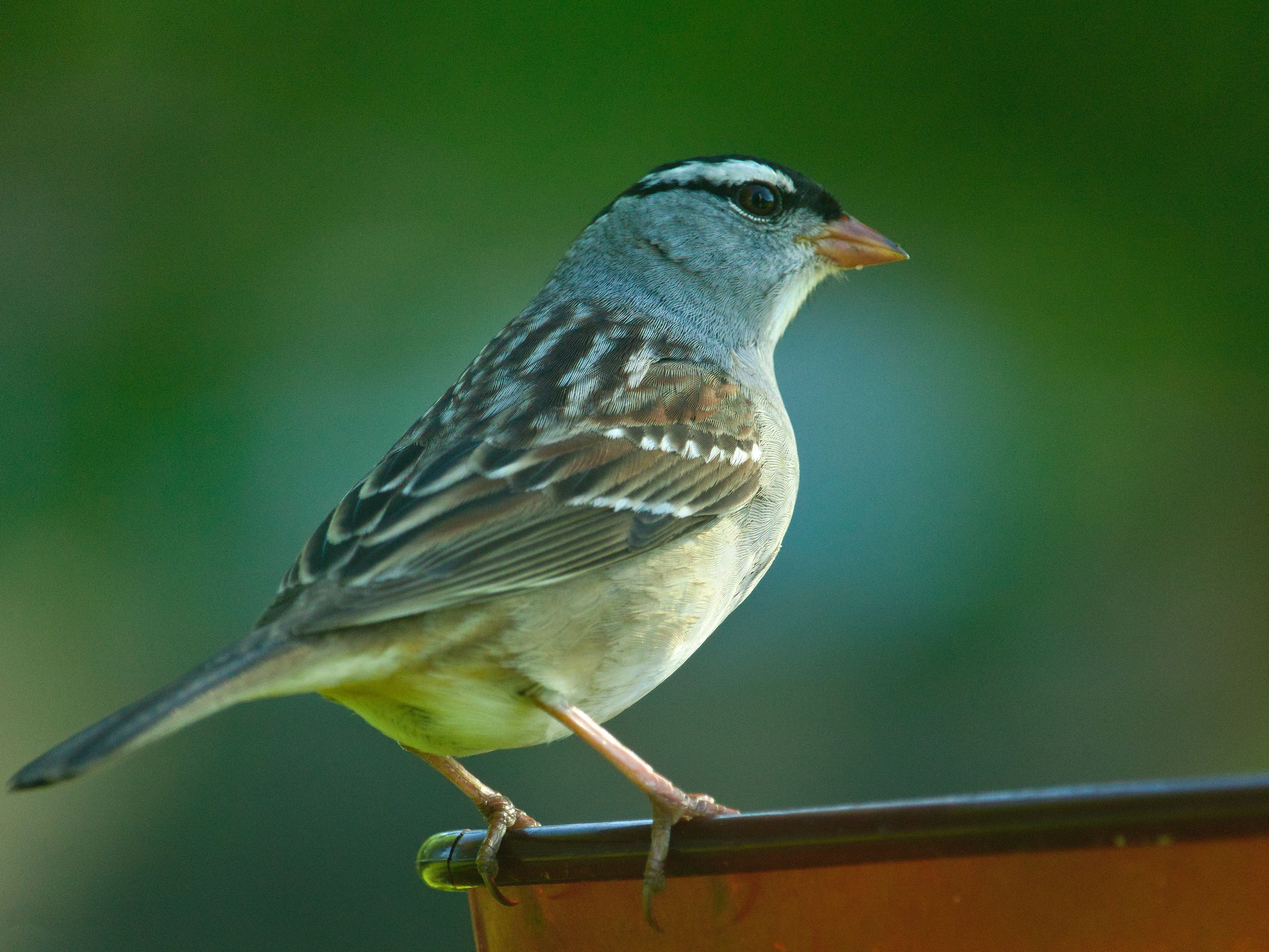 Close Up of White-Crowned Sparrow Pearching · Free Stock Photo