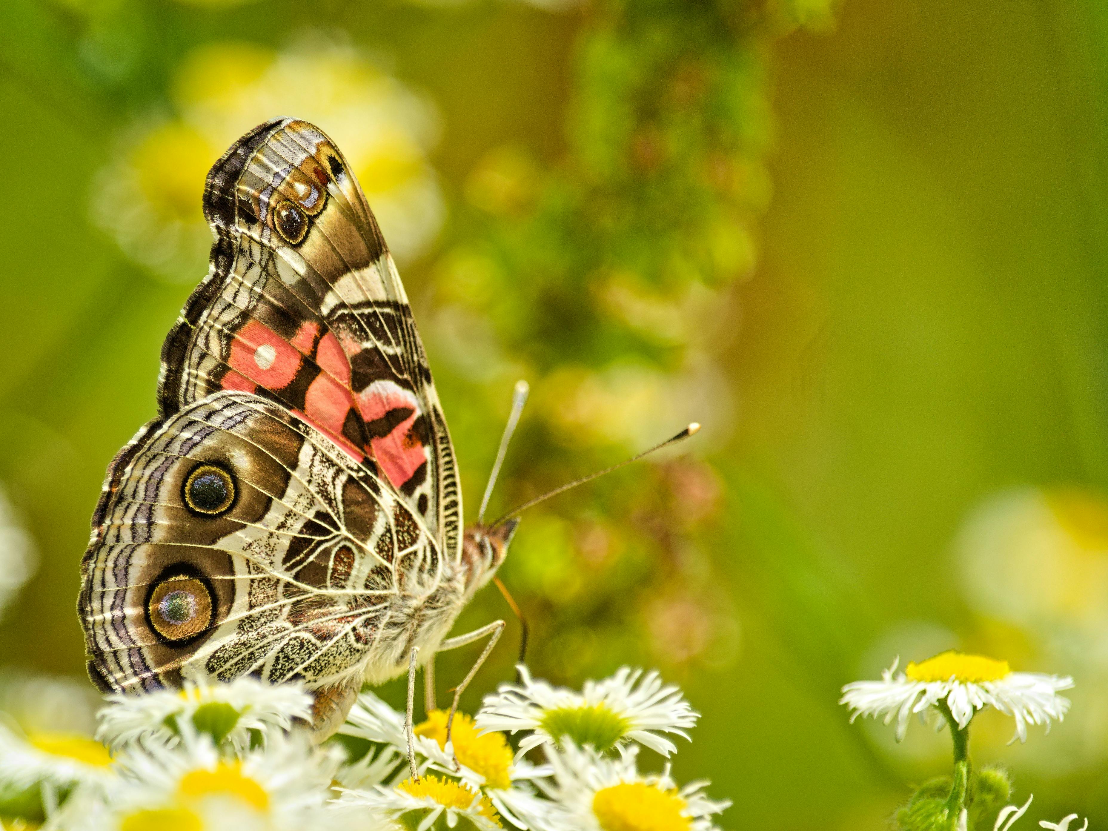 Designs In Nature Photos, Download The BEST Free Designs In Nature ...