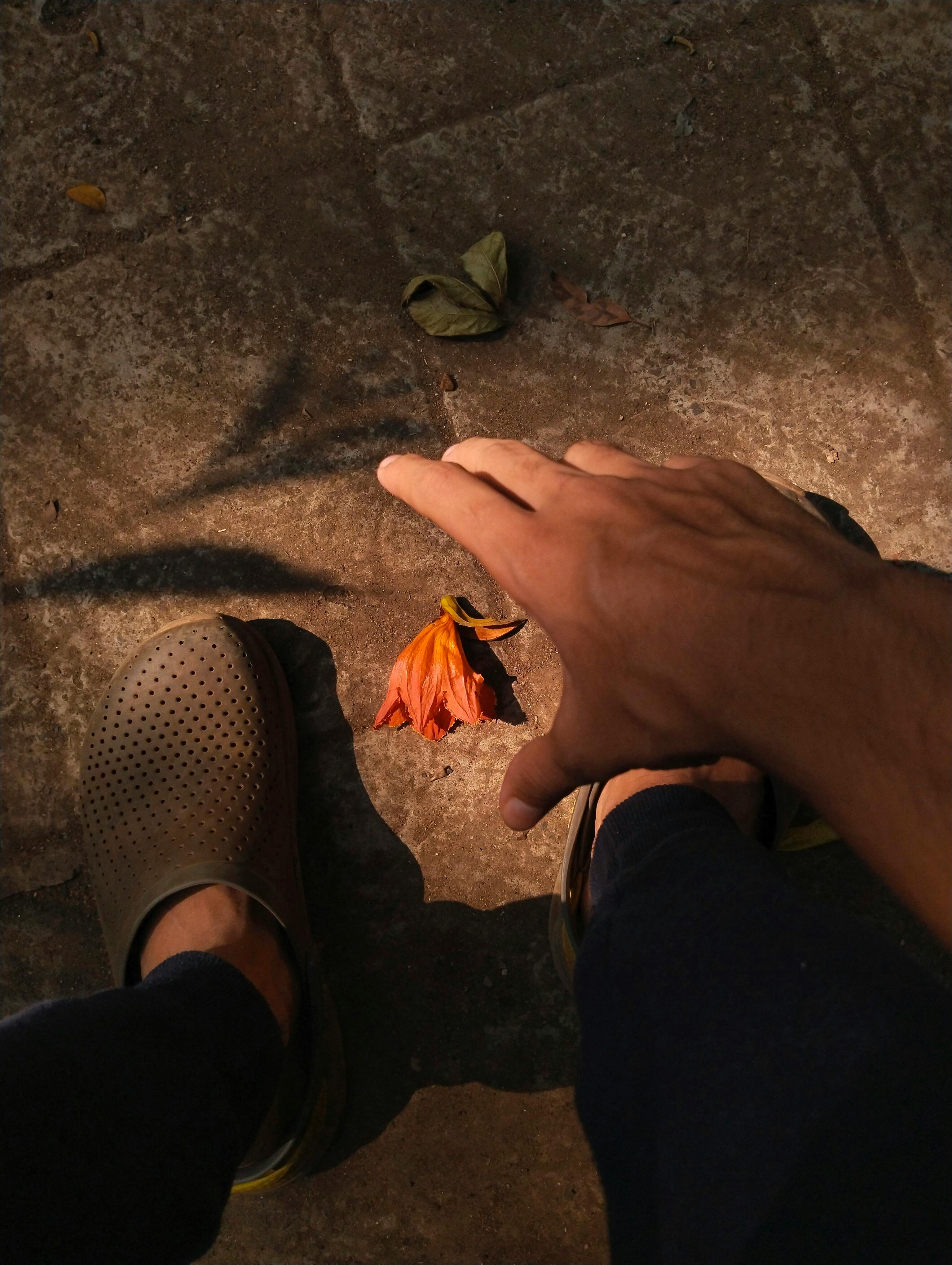 Hand Reaching for Orange Flower Lying on Ground · Free Stock Photo