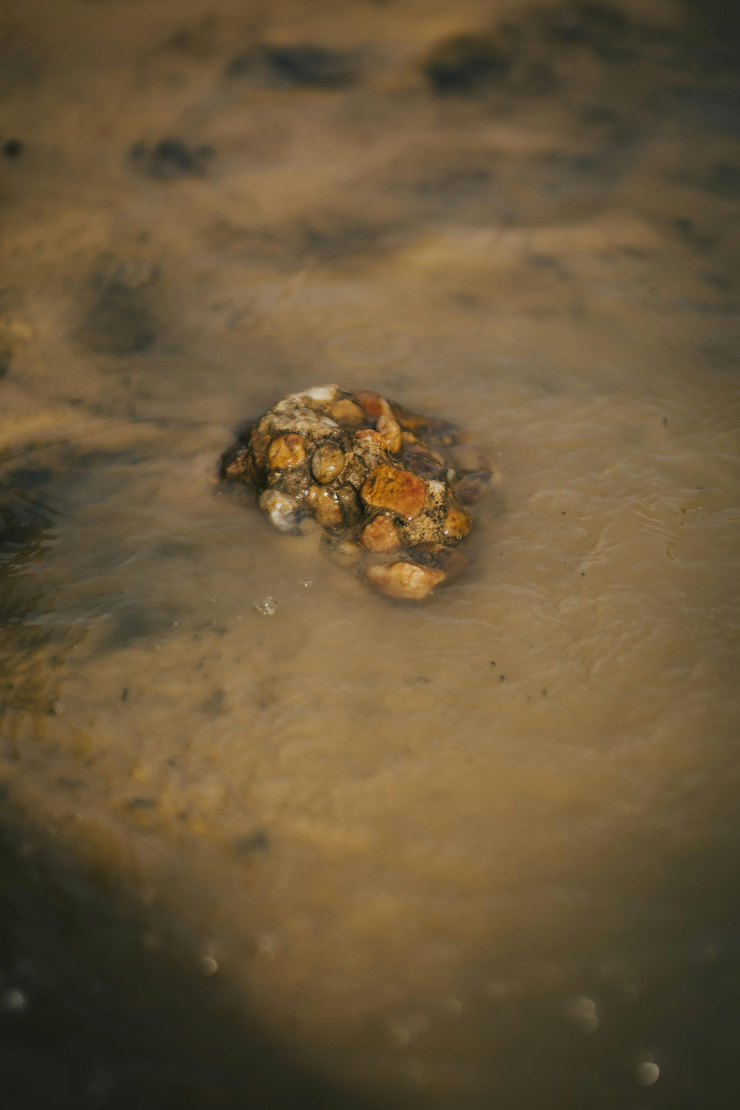 Stone in Water · Free Stock Photo