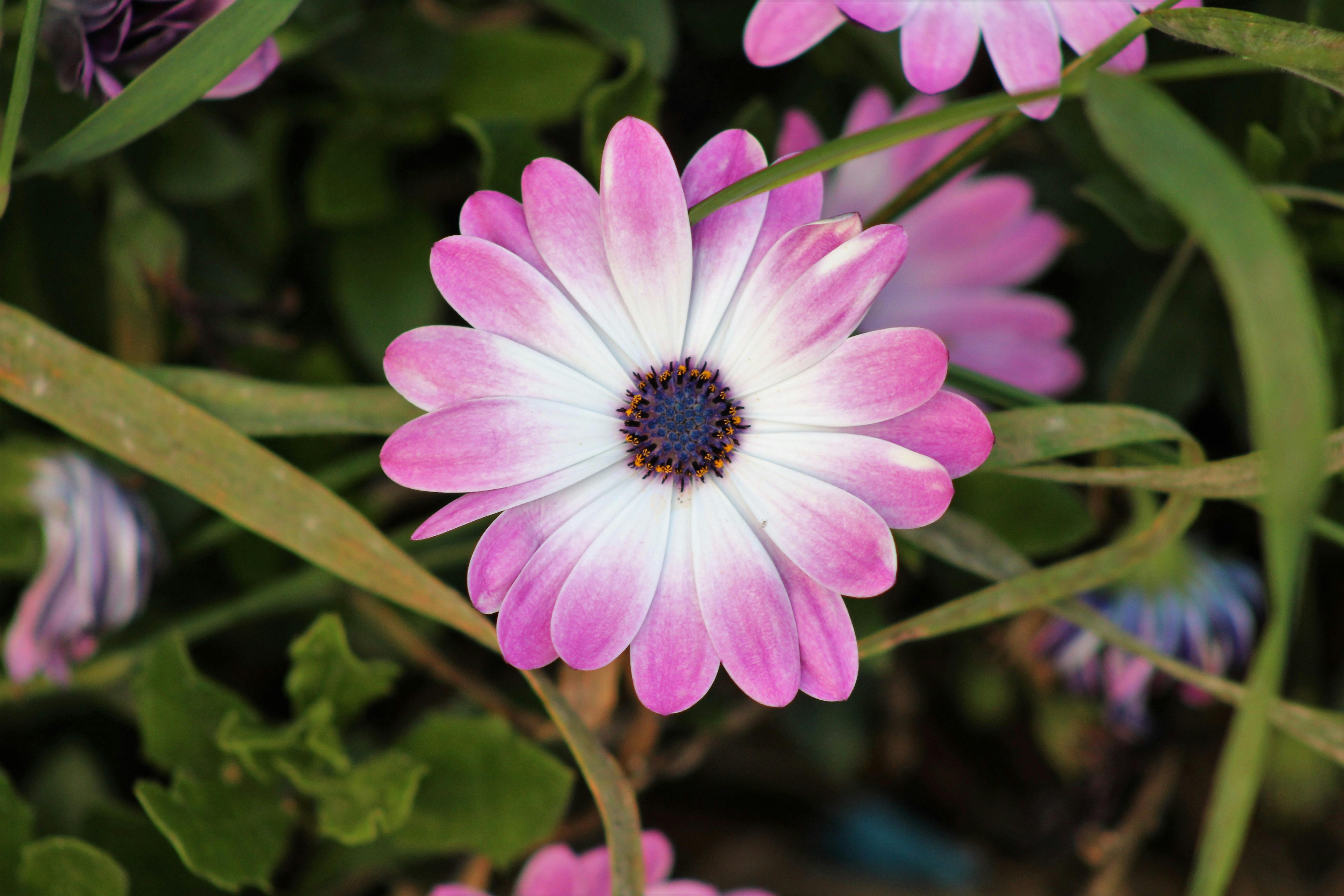 Close-up of Pink Kalanchoe Flowers · Free Stock Photo