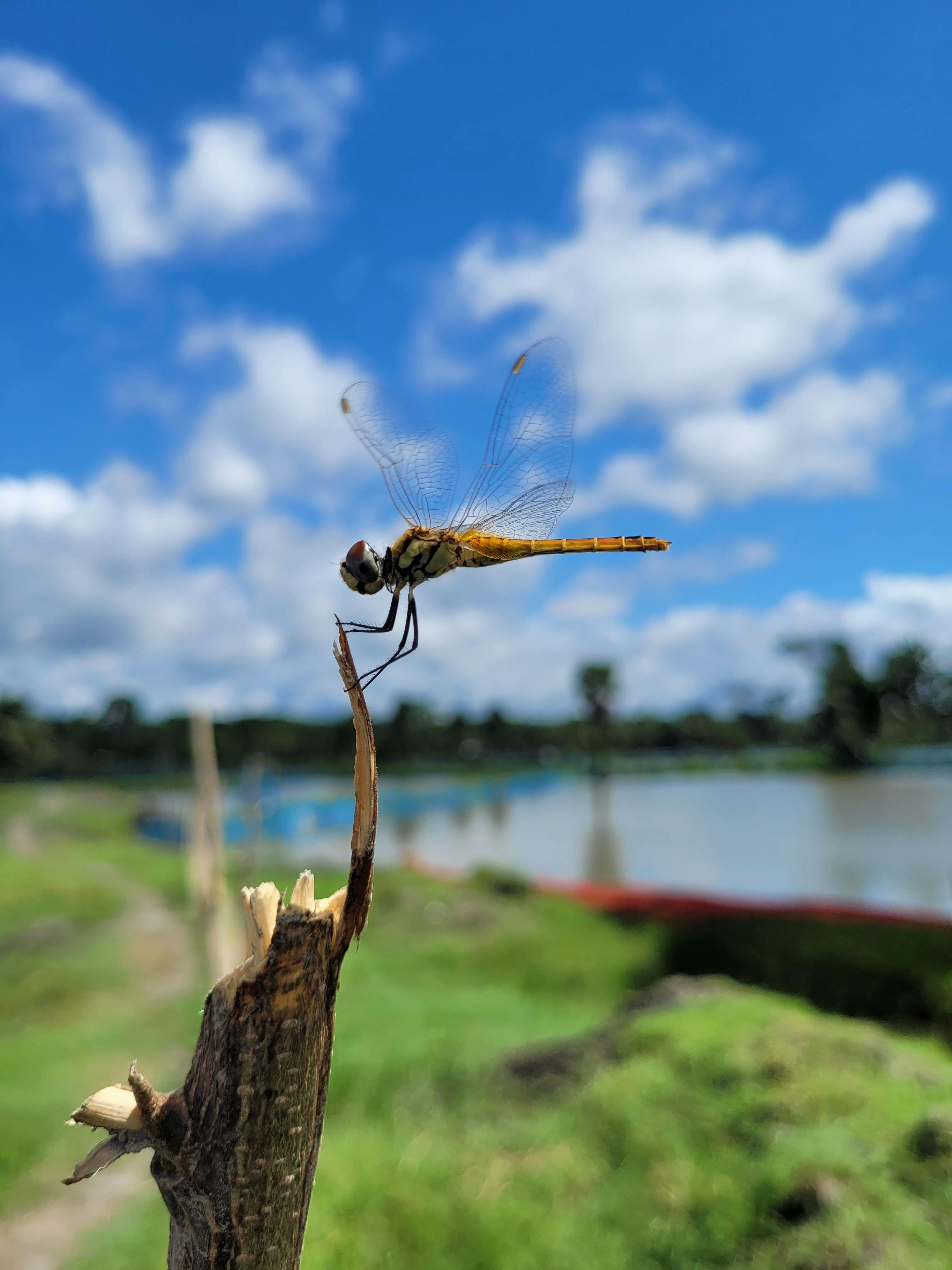 Dragonfly on Wood · Free Stock Photo