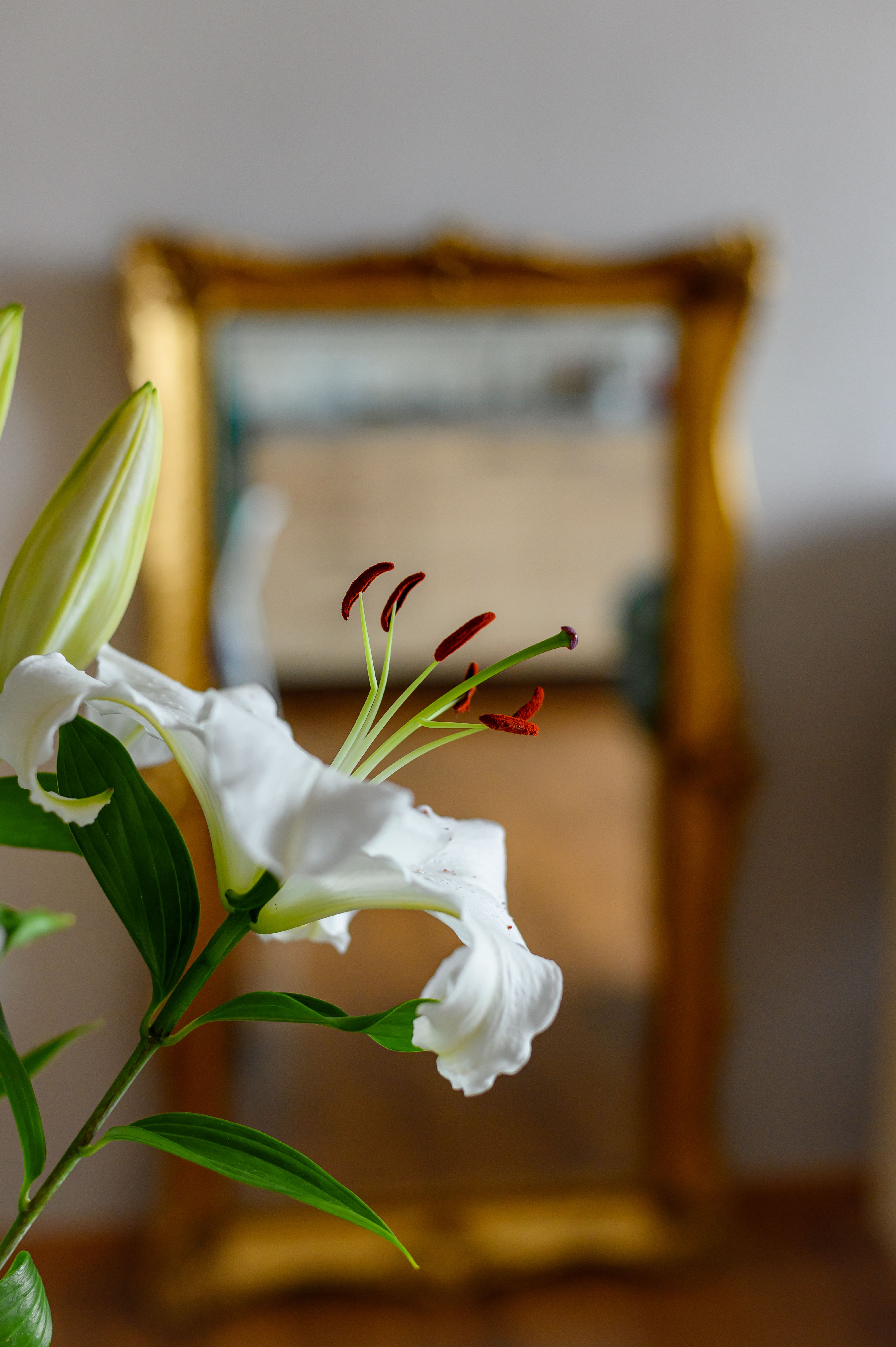 Lily in the interior. Close-up of a lily stamen. White tender lily ...