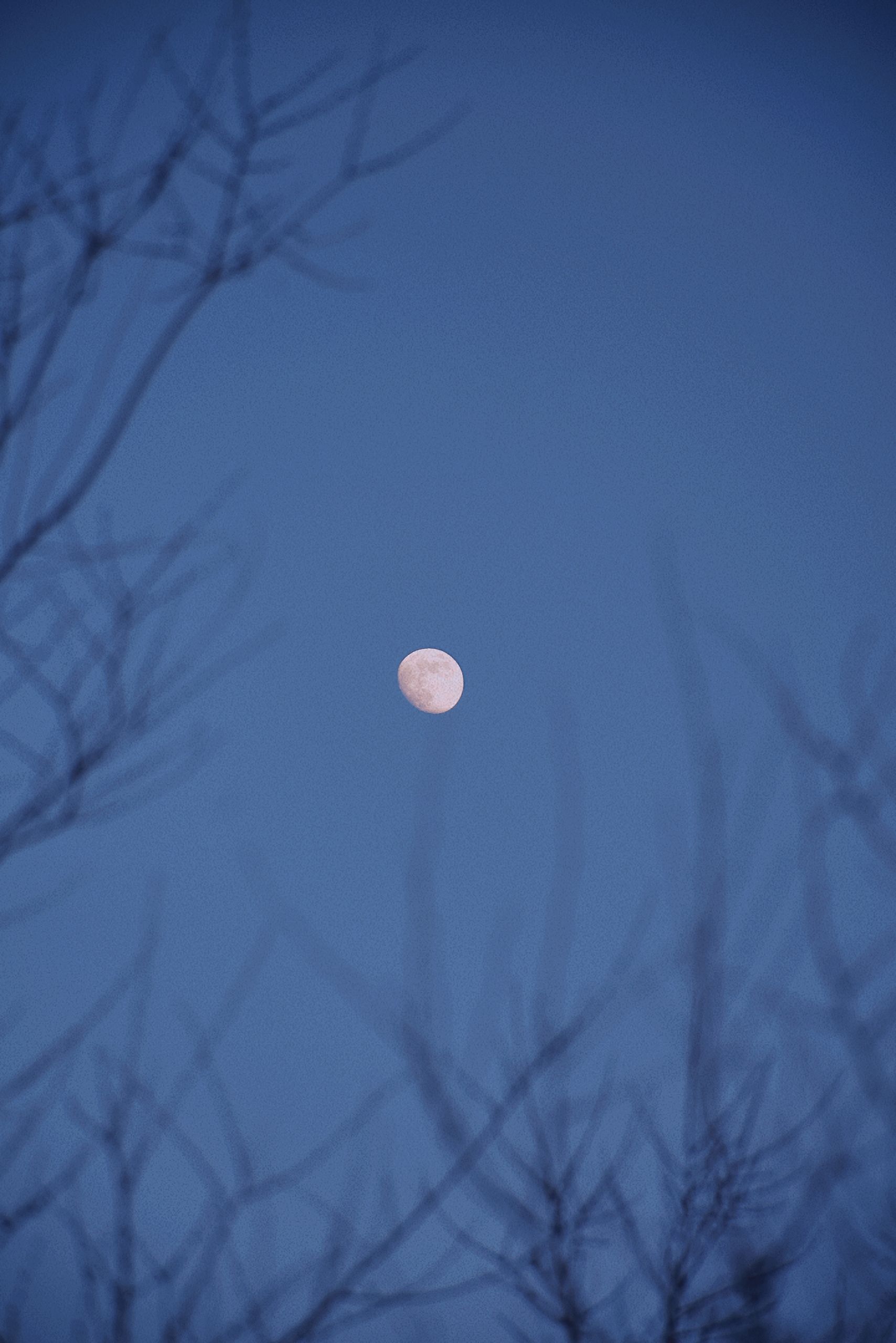 A full moon is seen through bare trees · Free Stock Photo