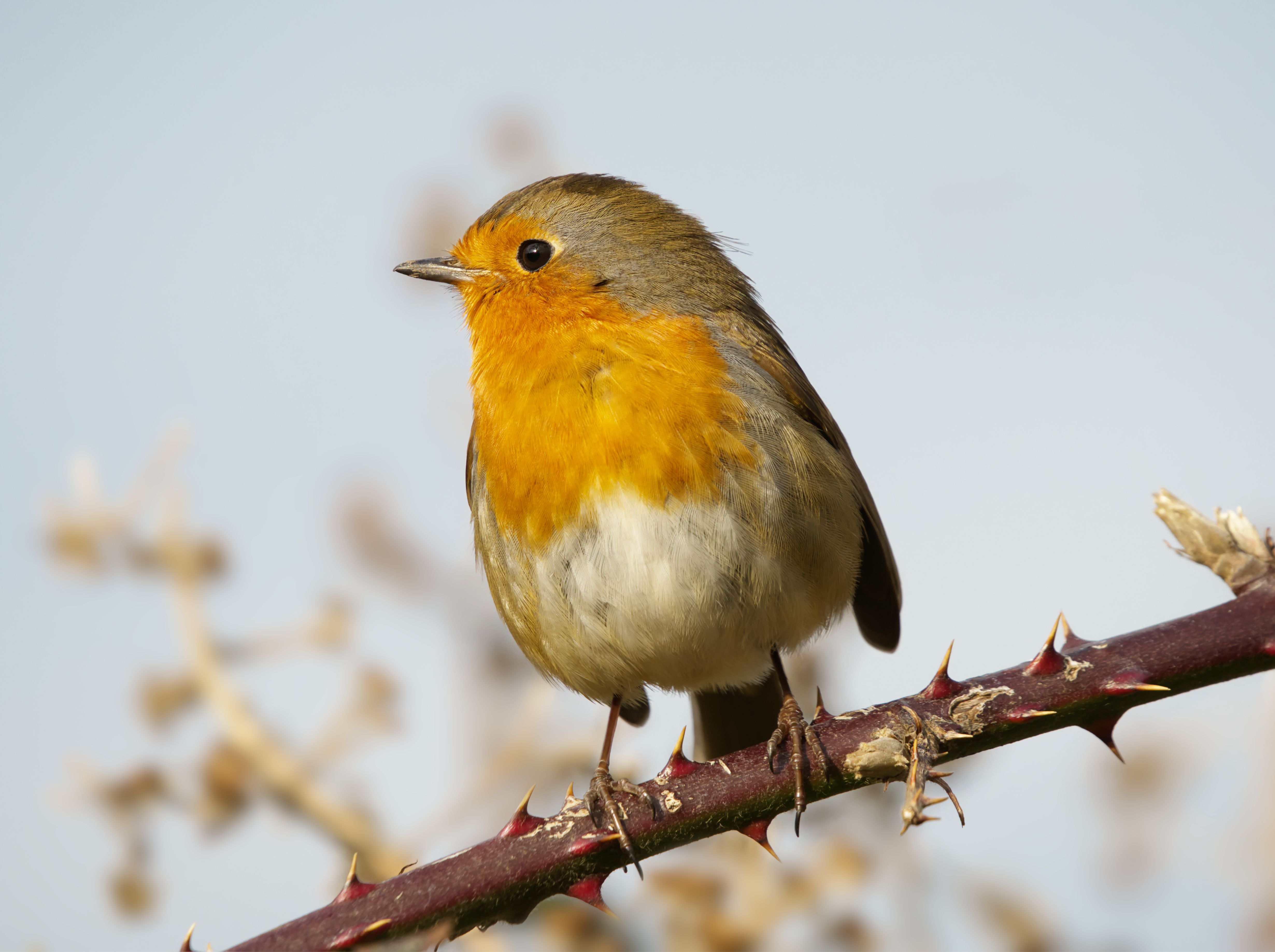 Close up of a European Robin · Free Stock Photo