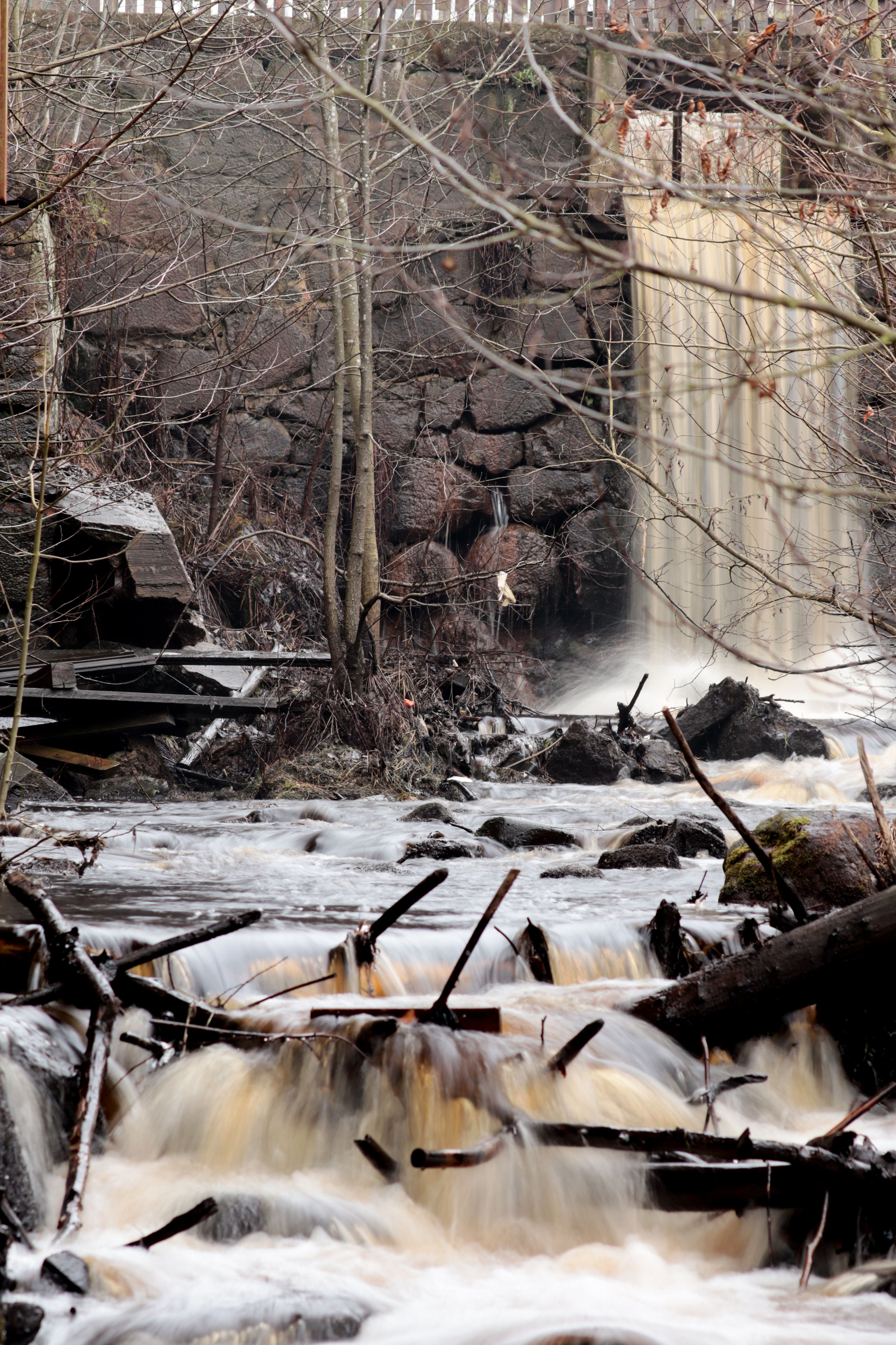Tree Branches Blocking River in Moun · Free Stock Photo