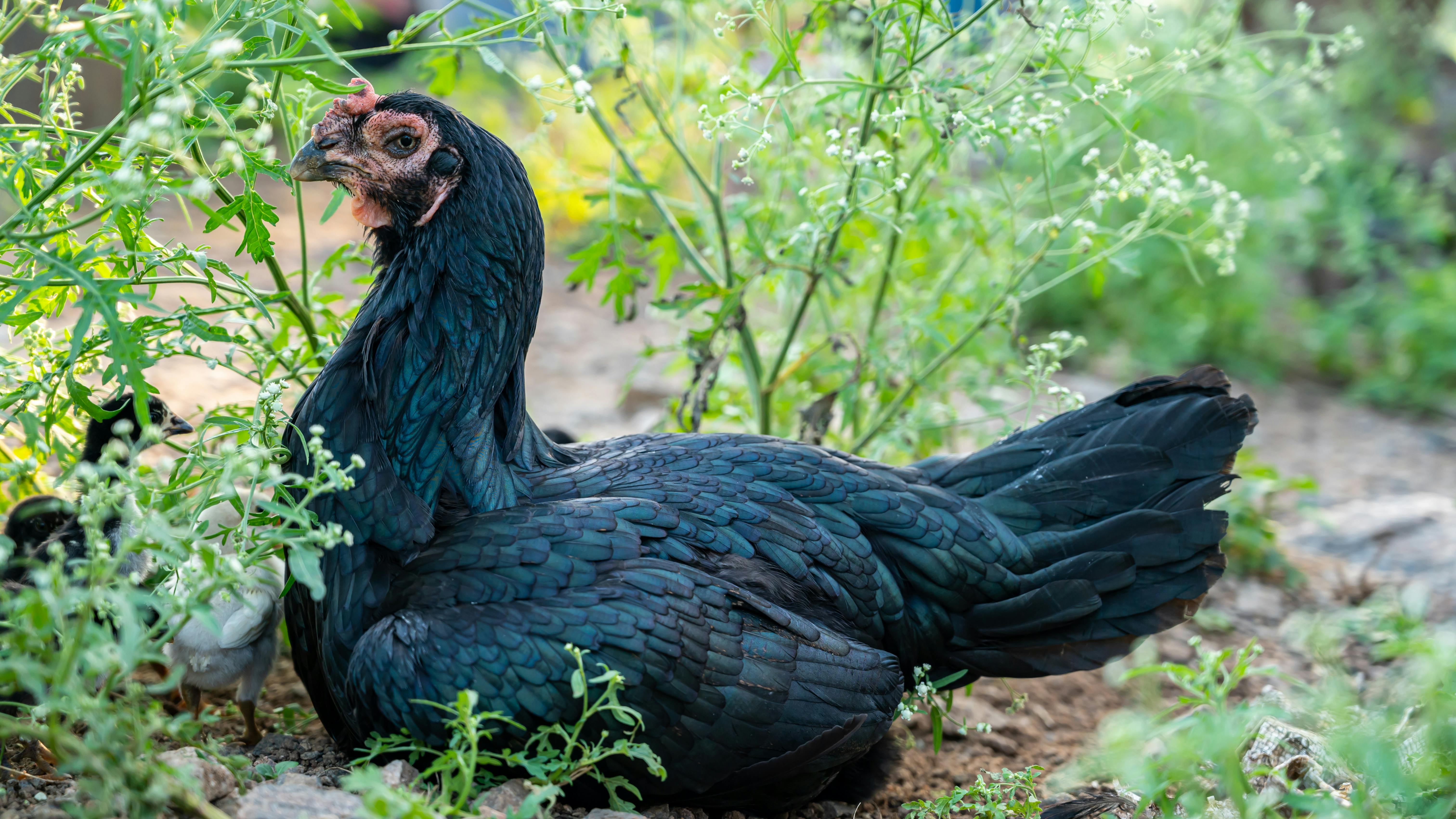 New Hen Photos, Download The BEST Free New Hen Stock Photos & HD Images