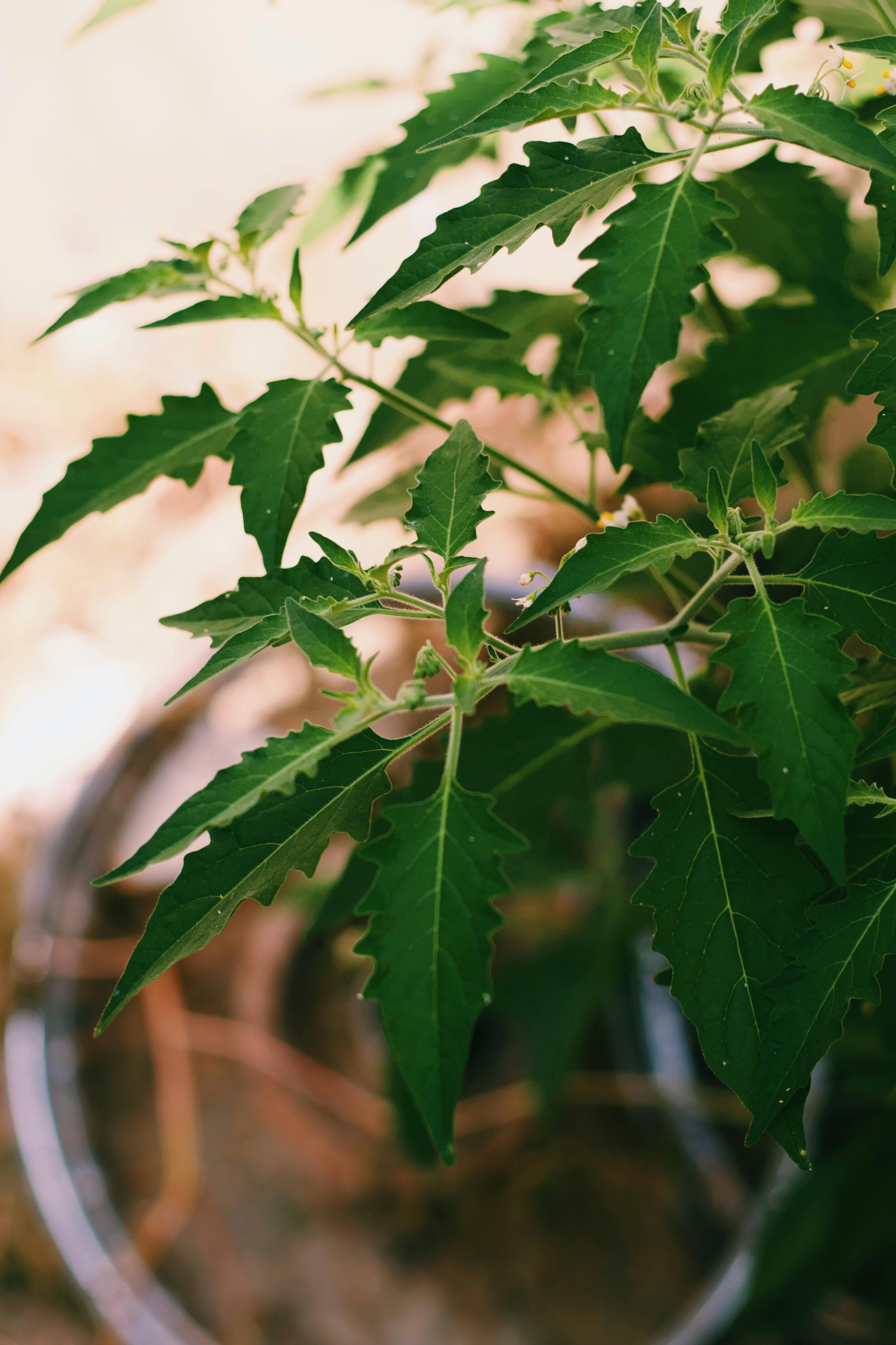 Potted Medicine Marijuana · Free Stock Photo