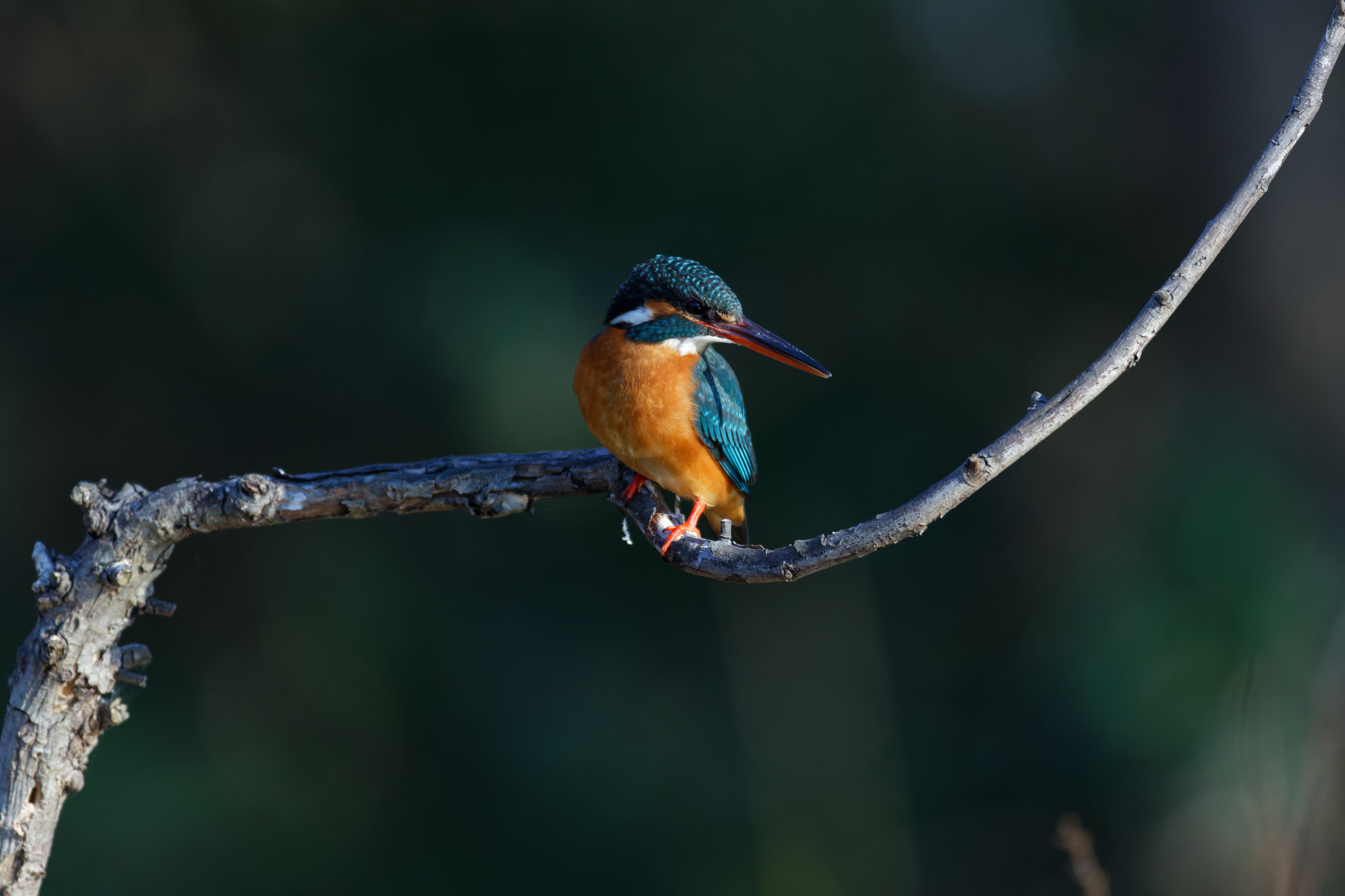 Close-up of Bird Perching on Branch · Free Stock Photo