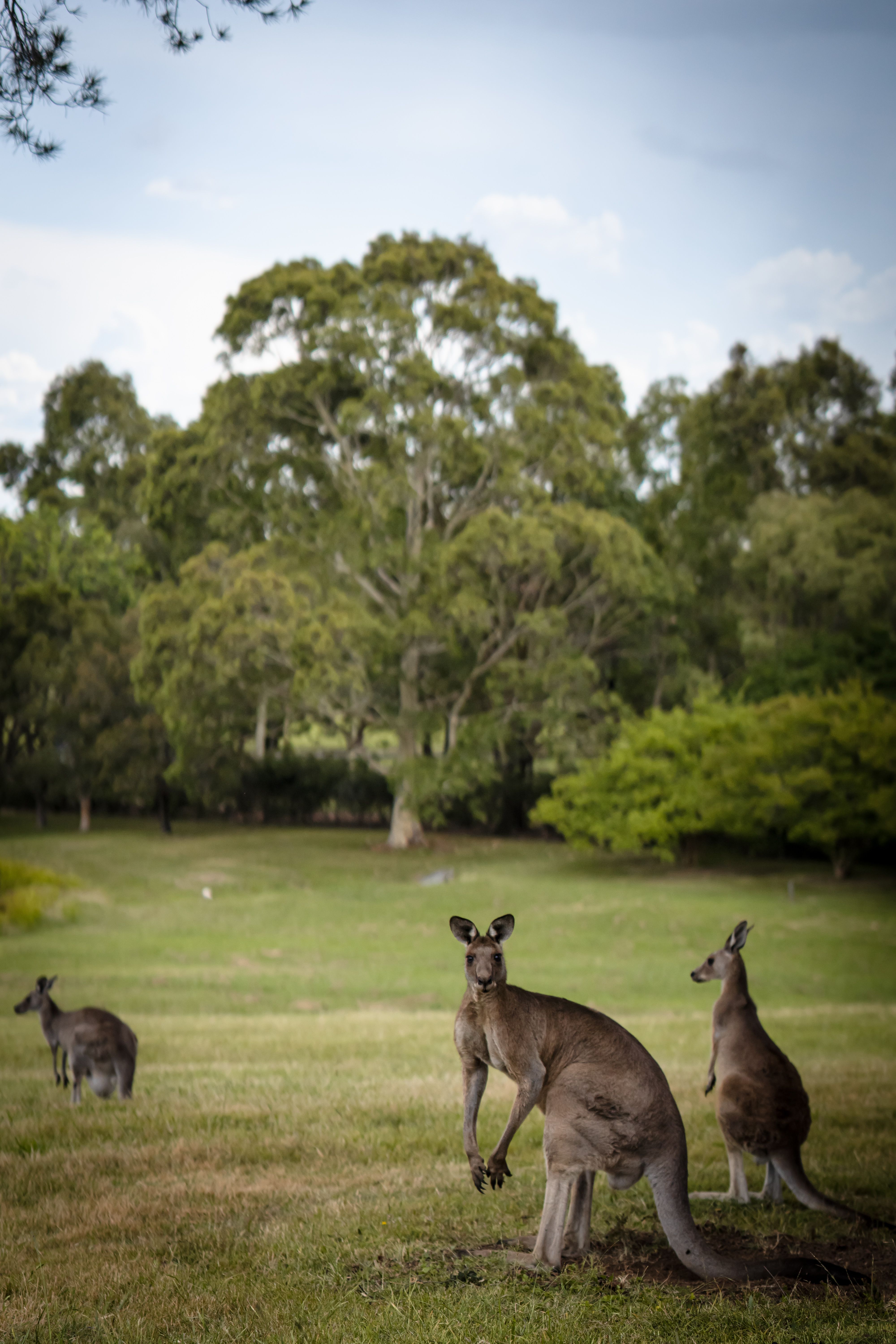 Kangaroos Standing on a Grass Field · Free Stock Photo