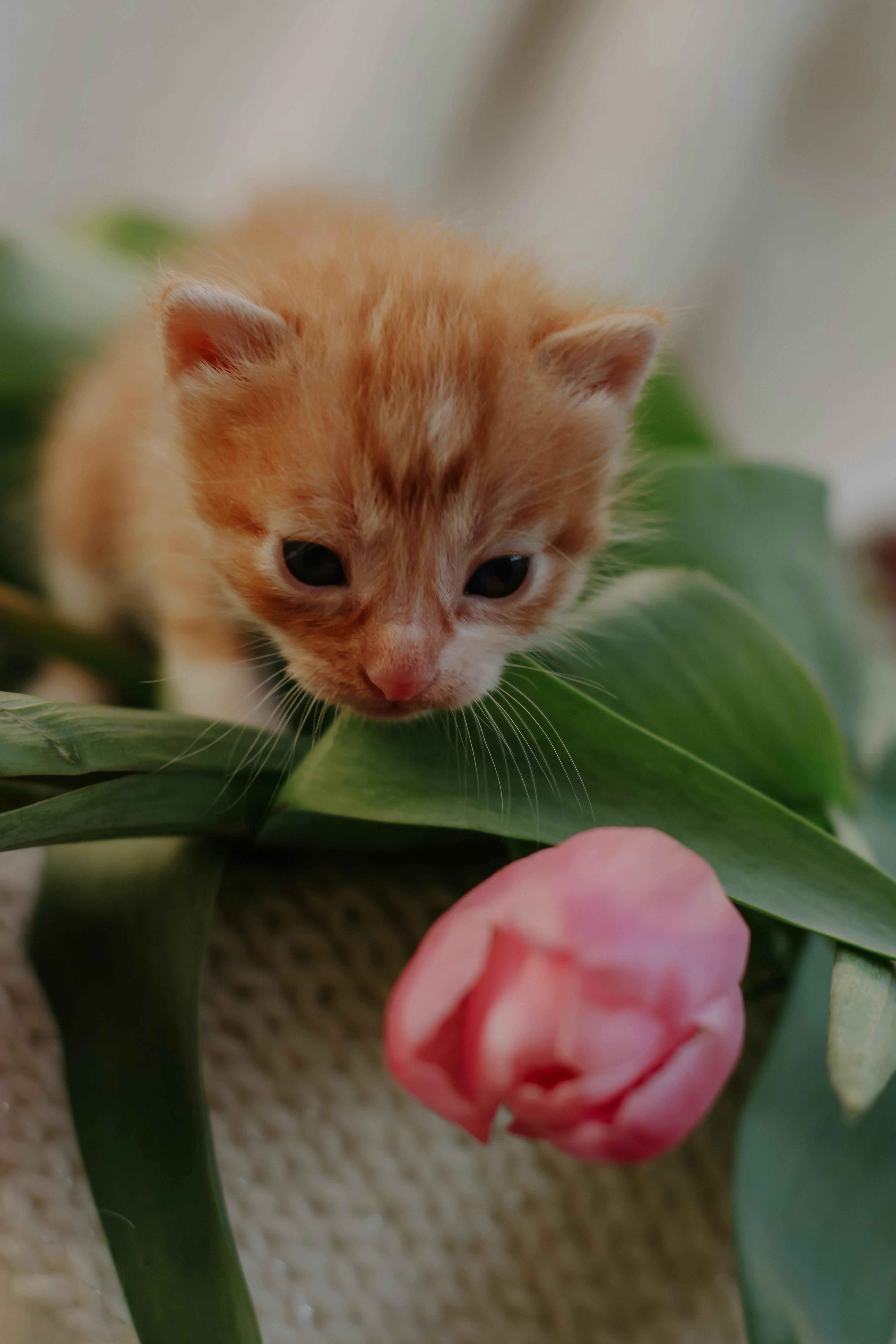 Little Cat on a Scaffolding · Free Stock Photo