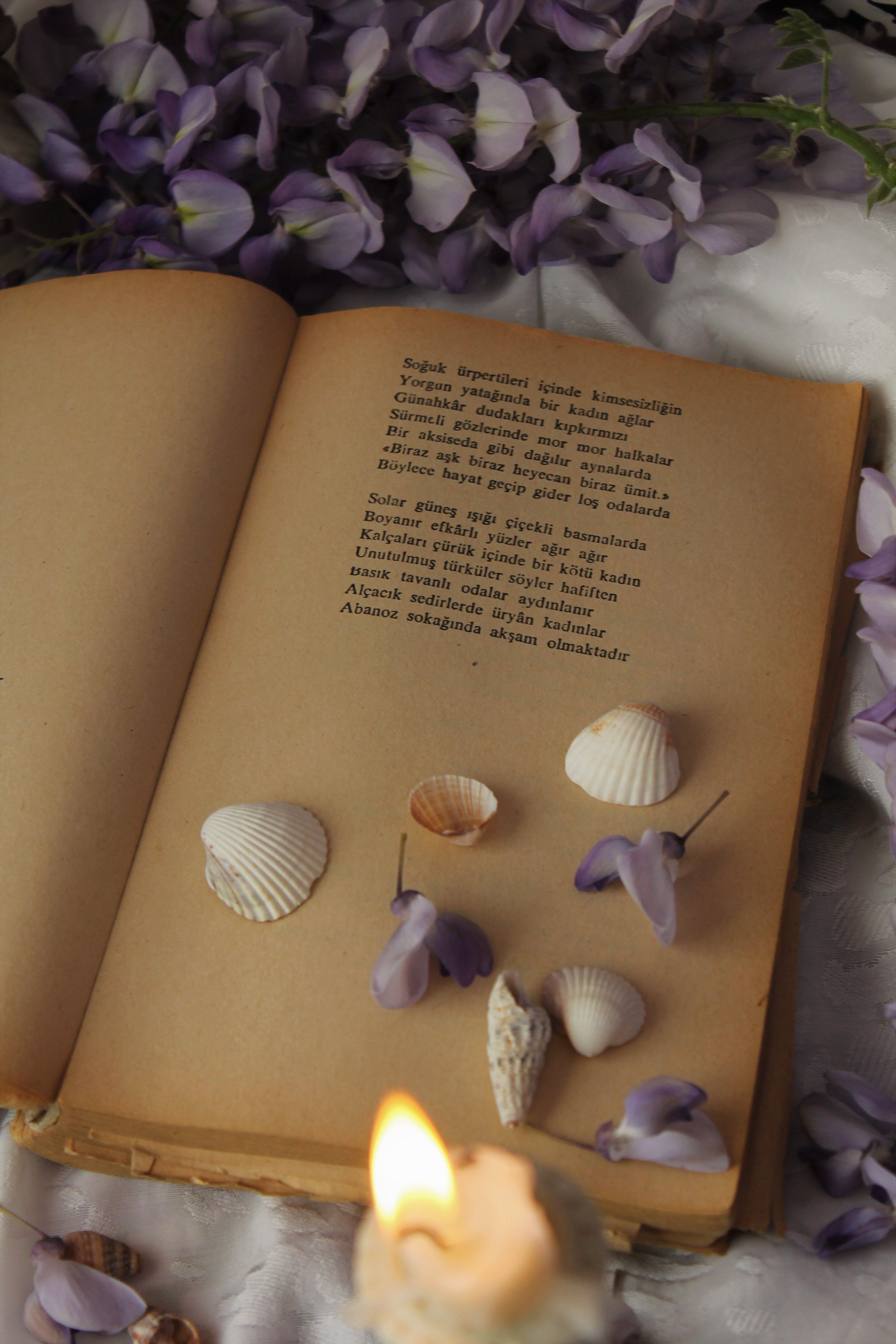 Shells on a Book · Free Stock Photo