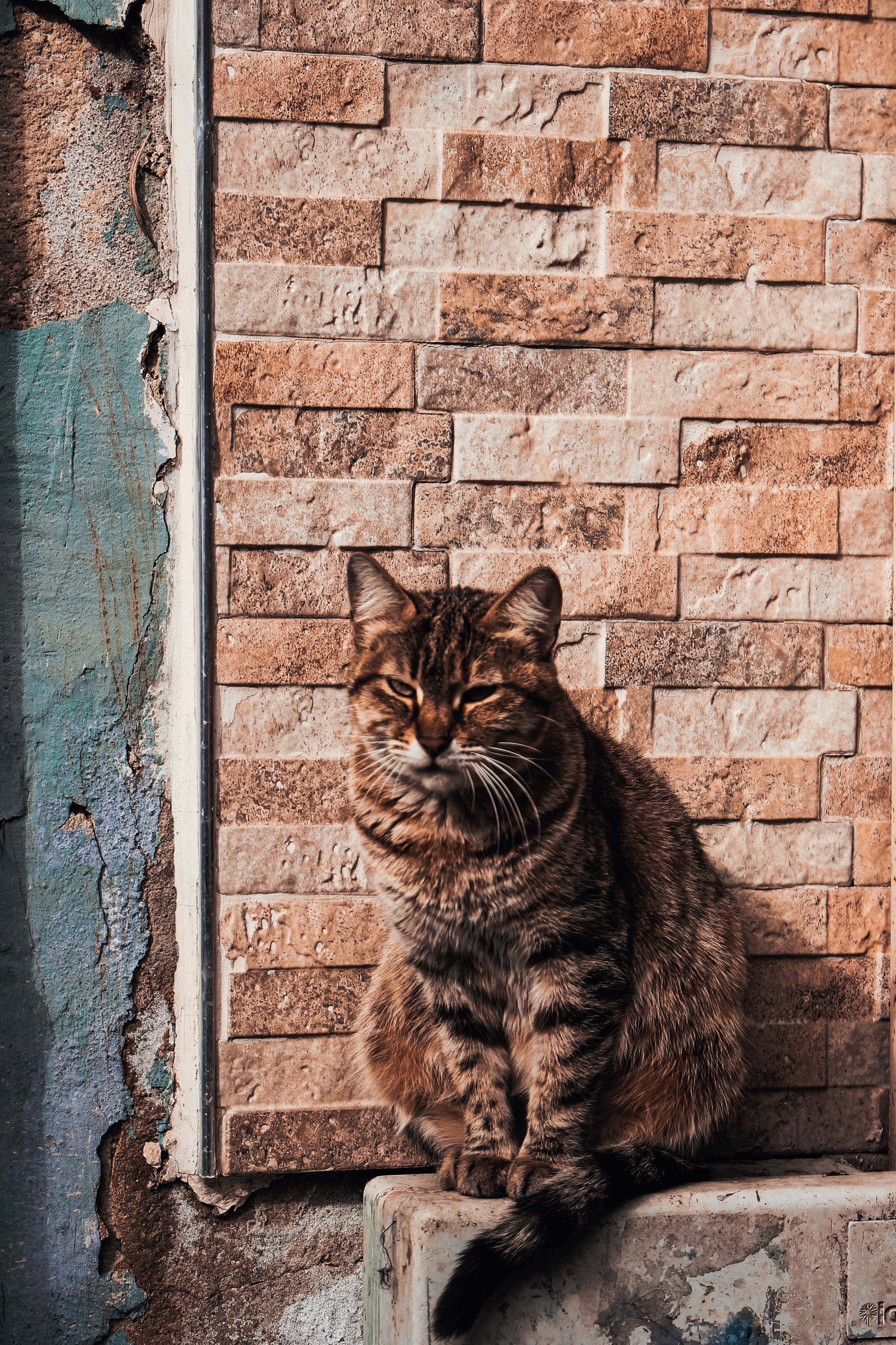 A Cat in front of a Brick Wall · Free Stock Photo