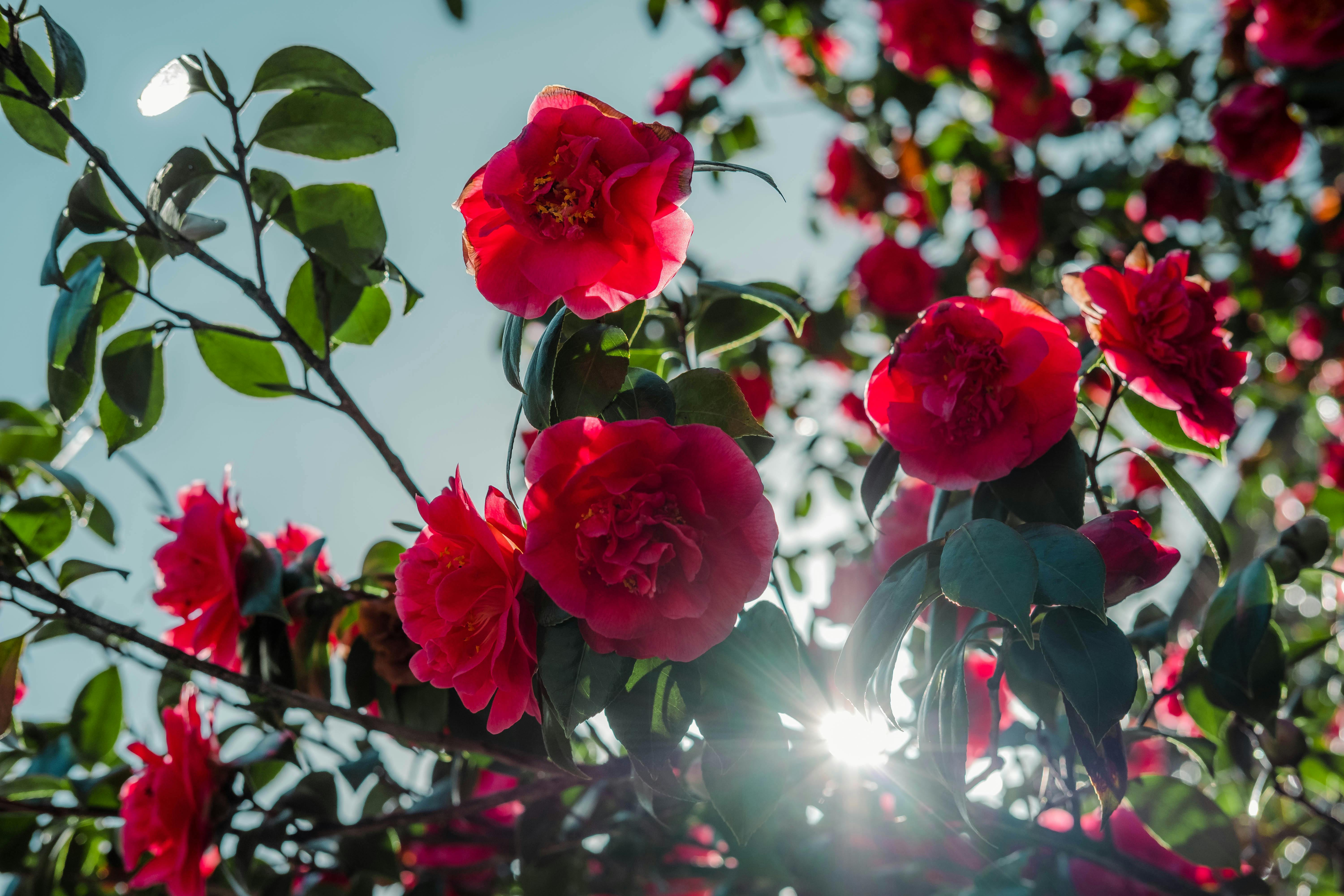 Red Azalea Flowers in Bloom · Free Stock Photo