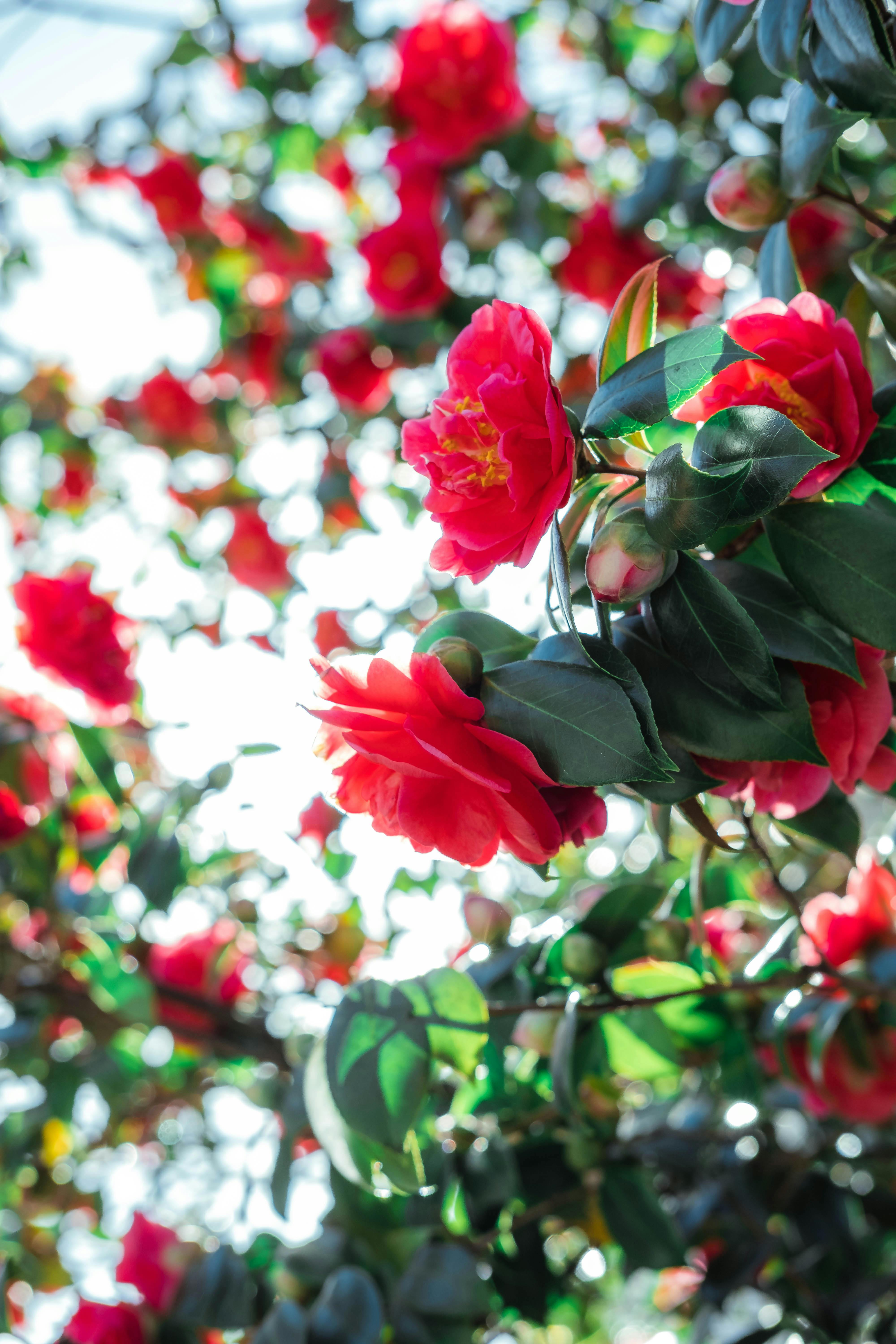 Red Azalea Flowers in Bloom · Free Stock Photo