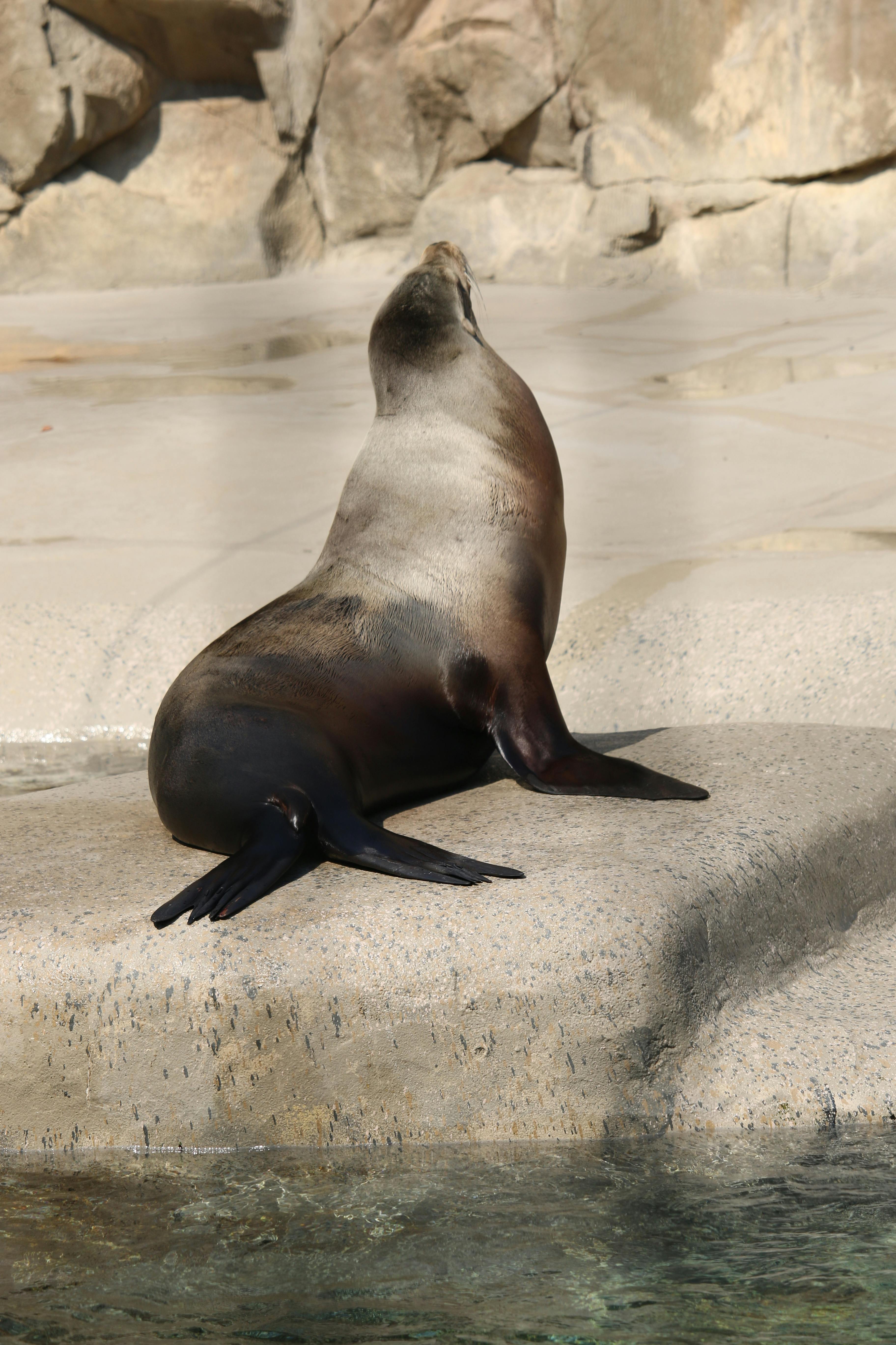Seal on Rock · Free Stock Photo