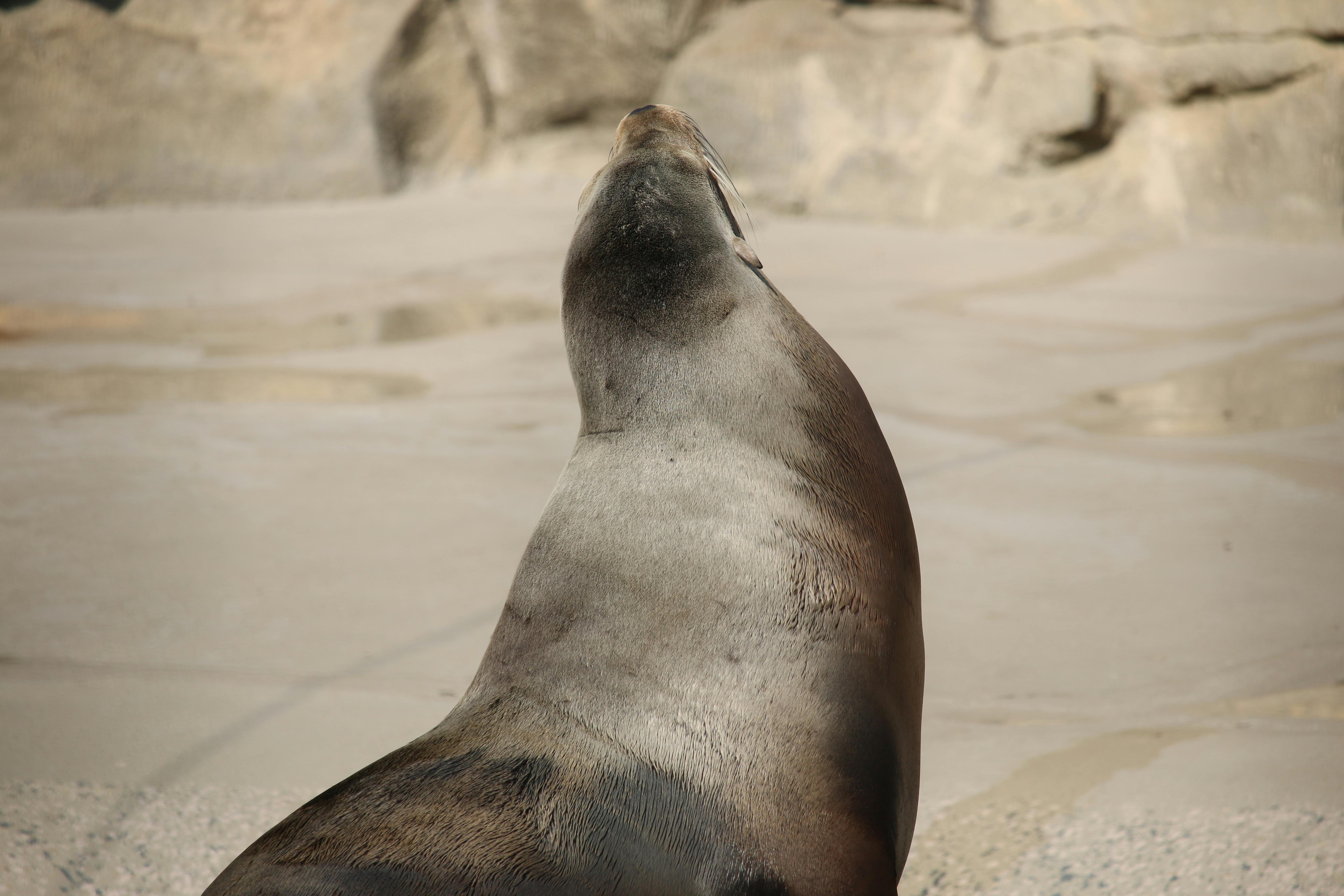 Close-up of a Seal on a Rocky Surface · Free Stock Photo