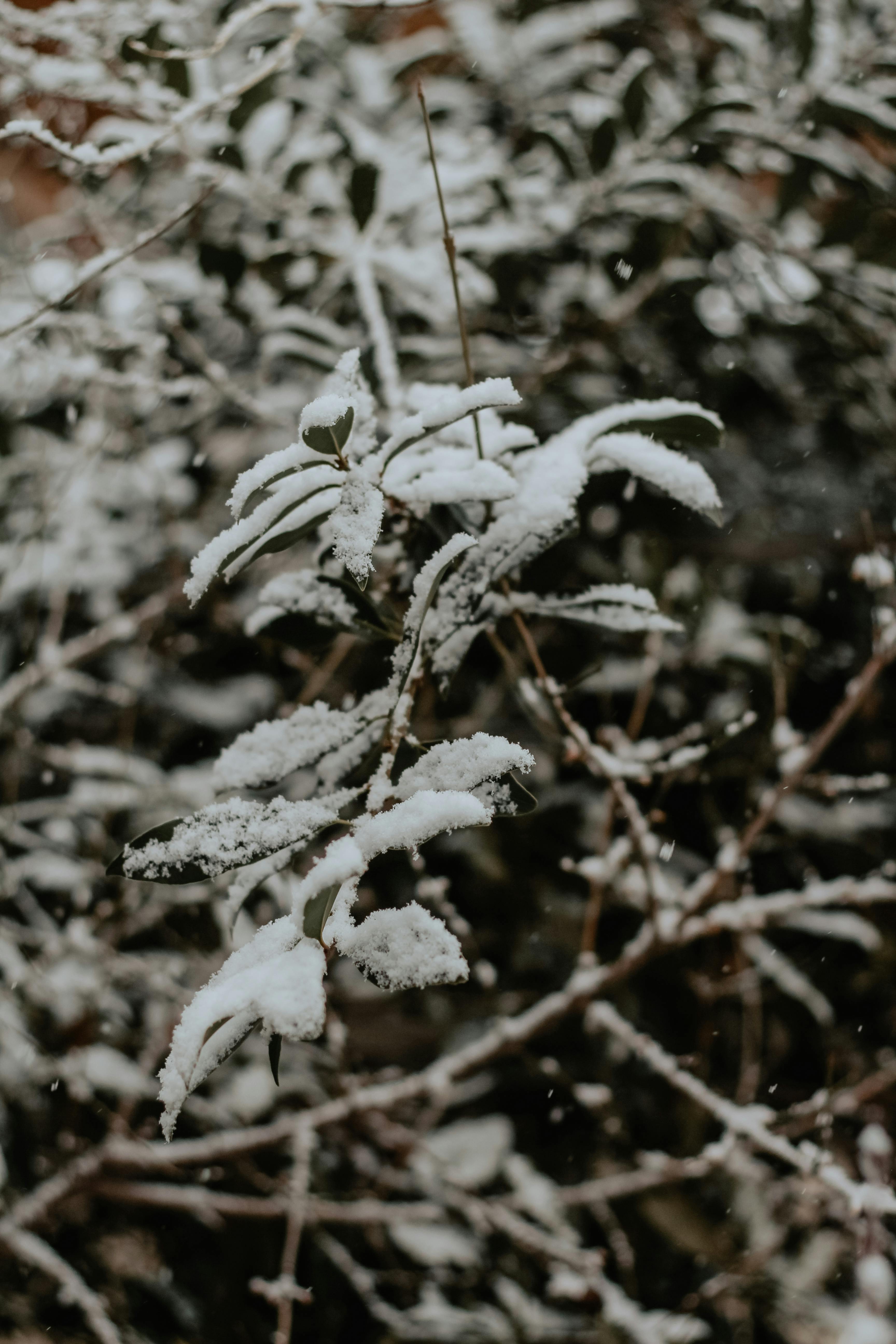 Shallow Focus Photo of a Bug on Snowy Leaf · Free Stock Photo