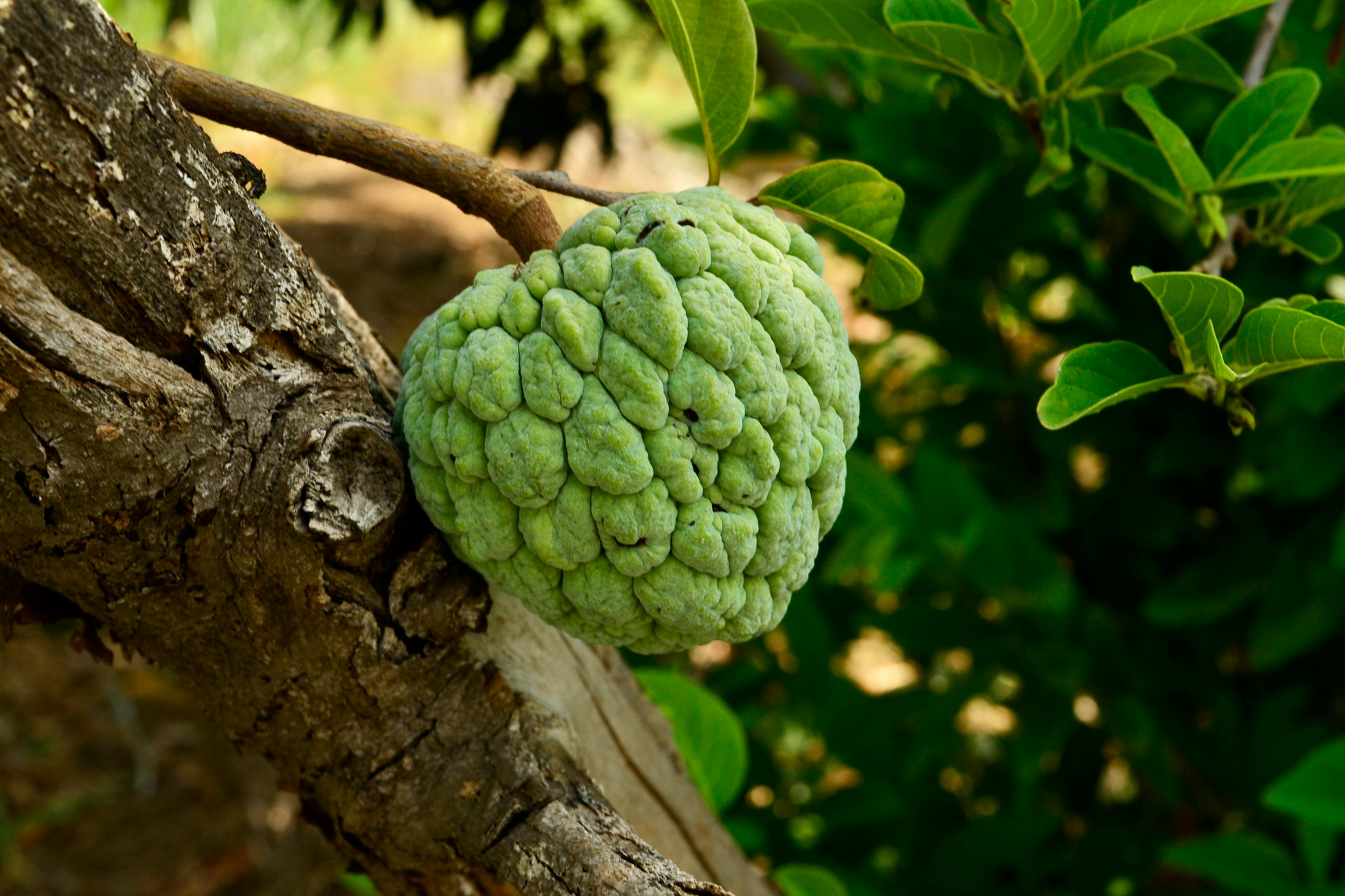 Fresh custard apple · Free Stock Photo