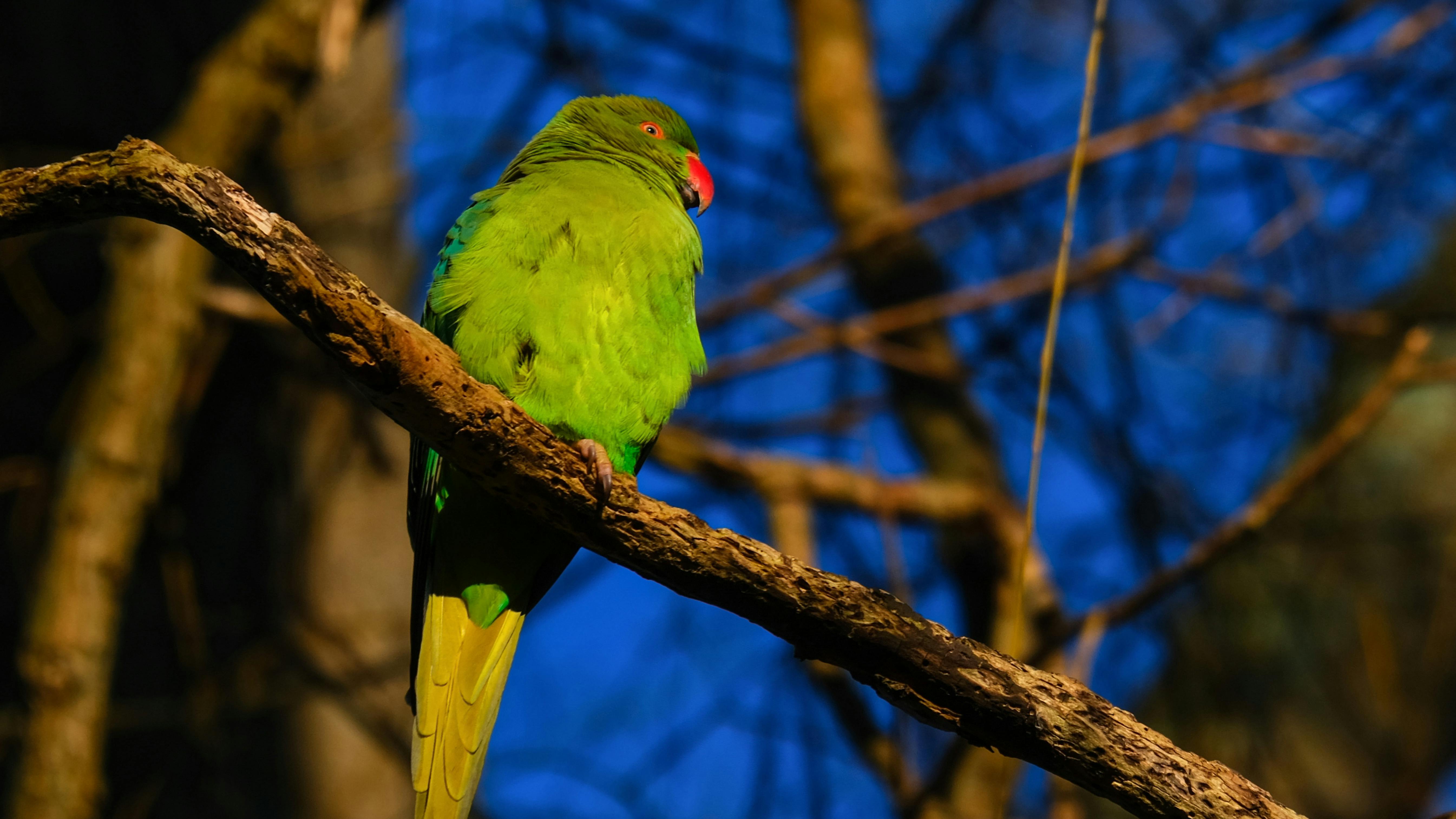 Parrot Singing Photos, Download The BEST Free Parrot Singing Stock ...