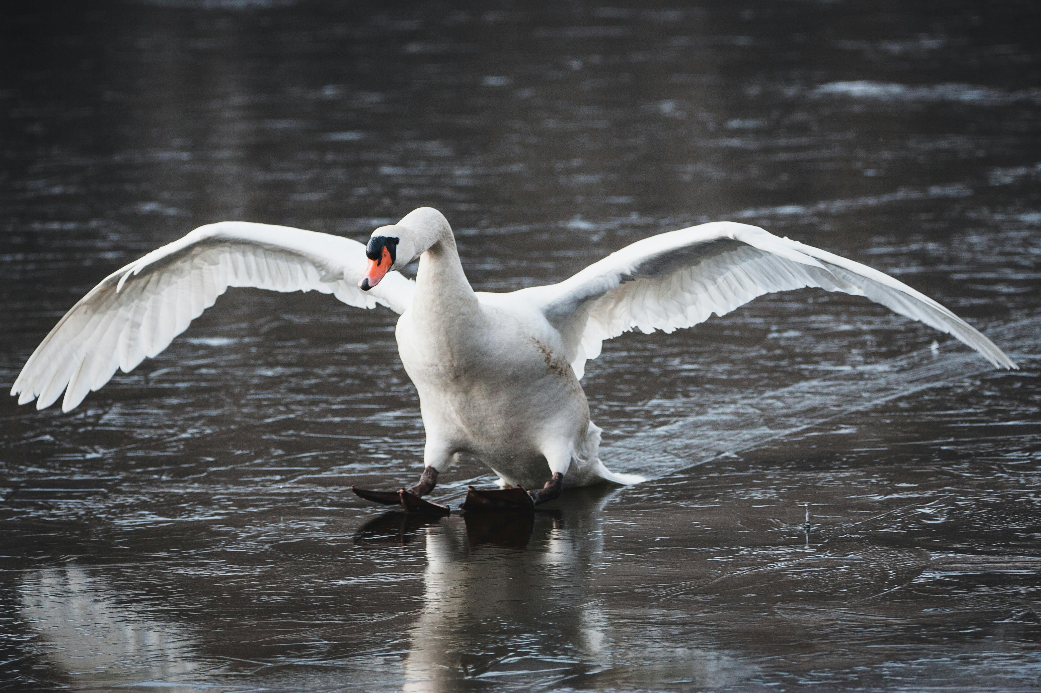 Swan Landing on Water · Free Stock Photo